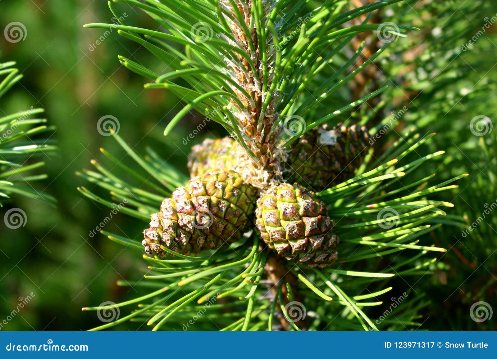 Cedar Nuts Growing on Spruce Tree Stock Image - Image of wood, pinecone ...
