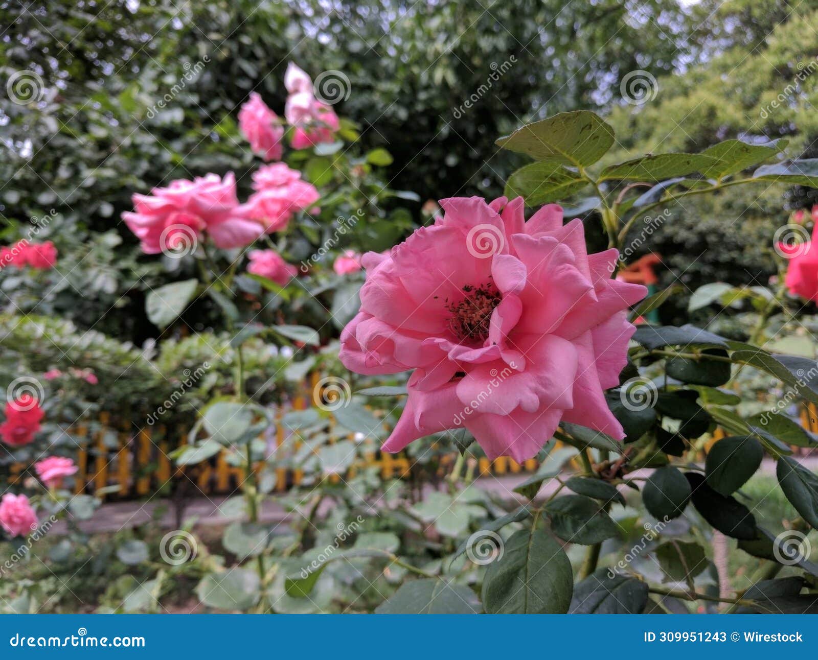Pink Roses with Green Foliage in a Garden Stock Image - Image of ...