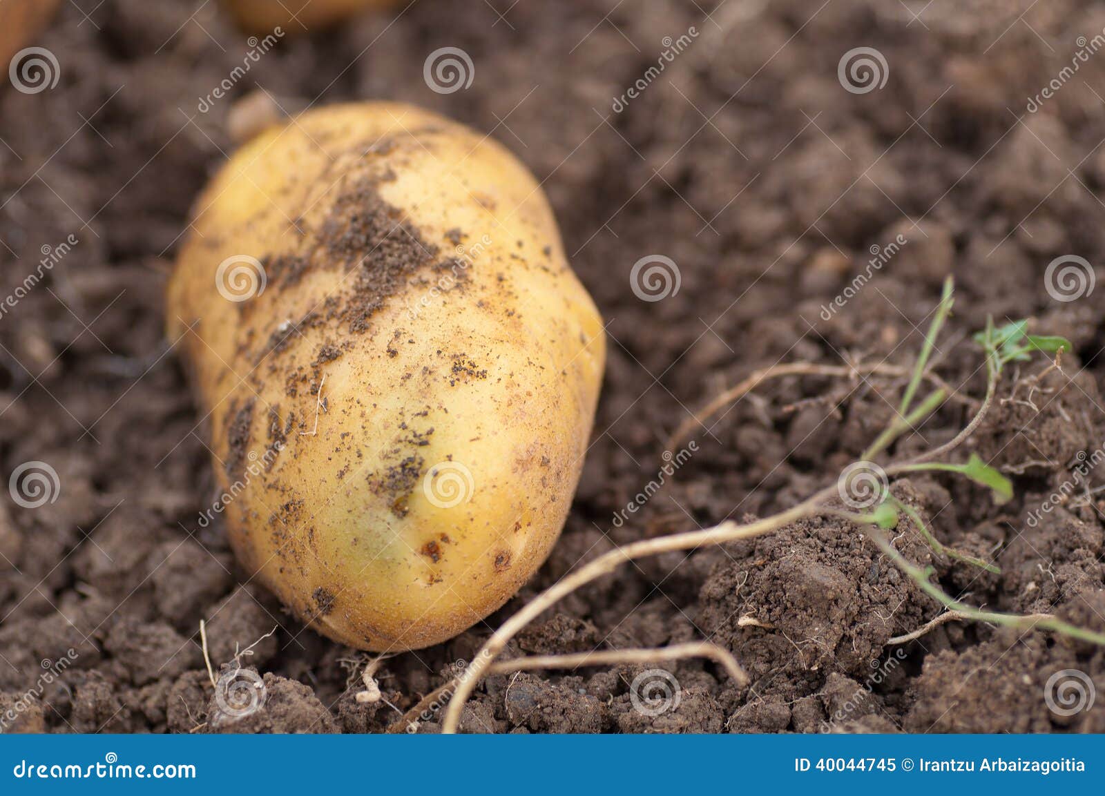 Some Potatoes in the Ground Stock Image - Image of brown, potatoes ...