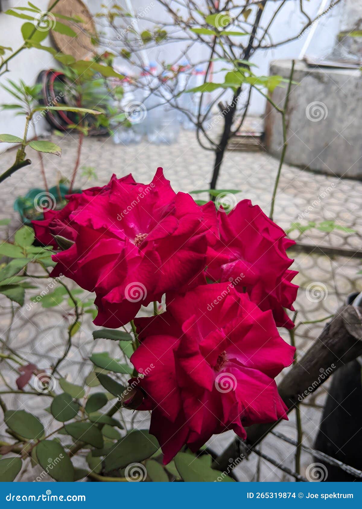 Some pretty red roses stock photo. Image of pretty, roses - 265319874