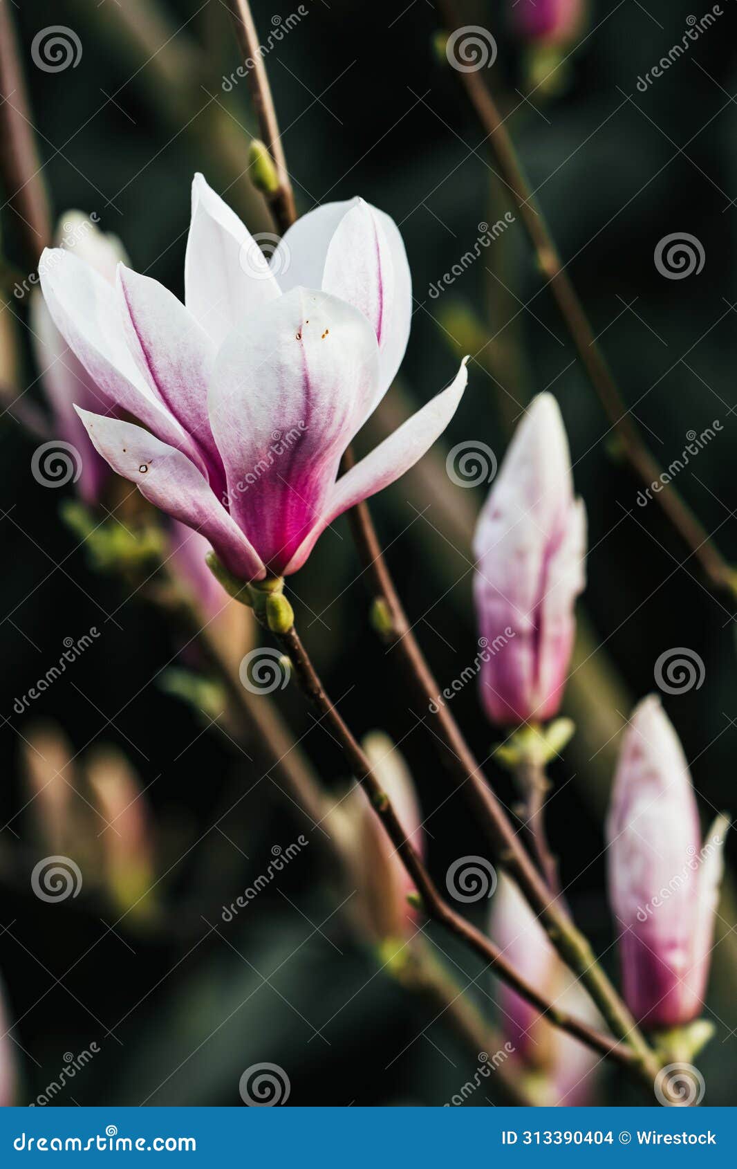 Some Pretty White Flowers and Green Stems on a Tree Branch Stock Photo ...