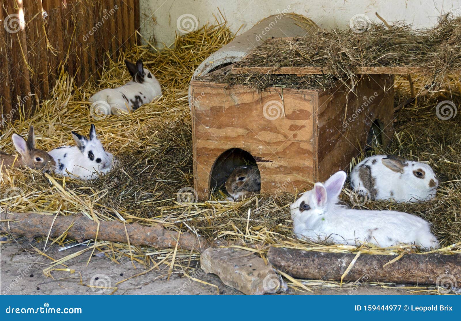 Stable with rabbits stock image. Image of herbivore - 159444977