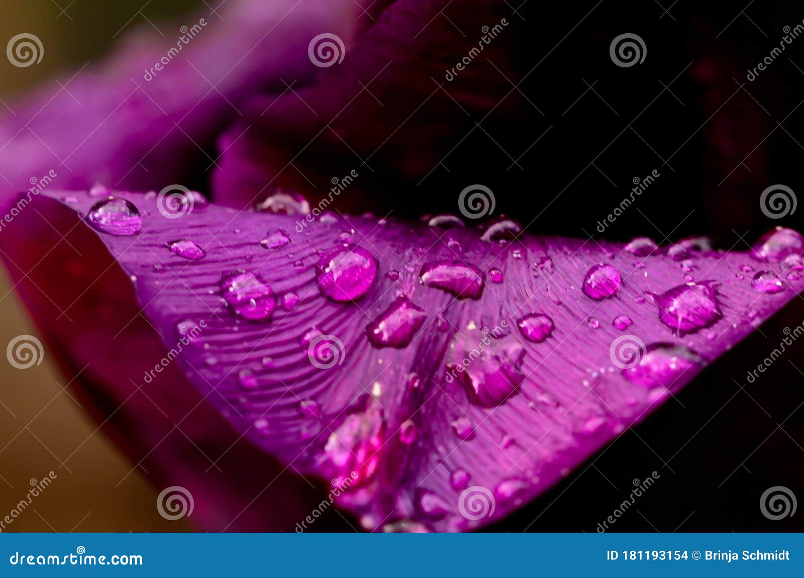 Some Raindrops are Fallen on a Leaf of a Violet Tulip in the Sunlight ...
