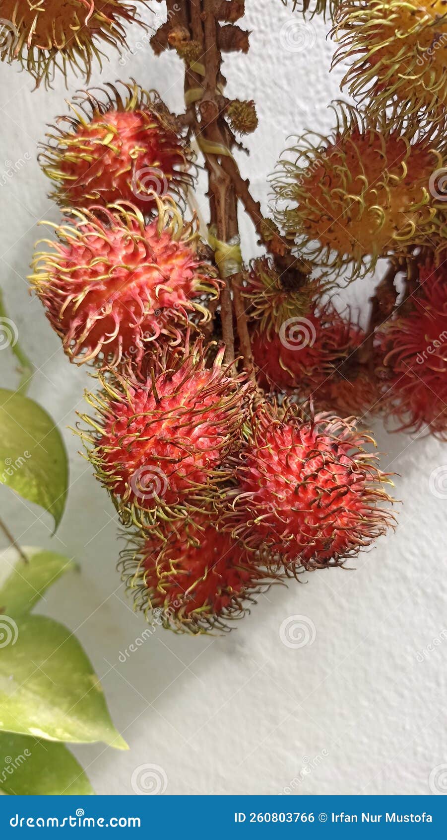 Some Rambutan Fruit, Tropical Red and Yellow Stock Photo - Image of ...