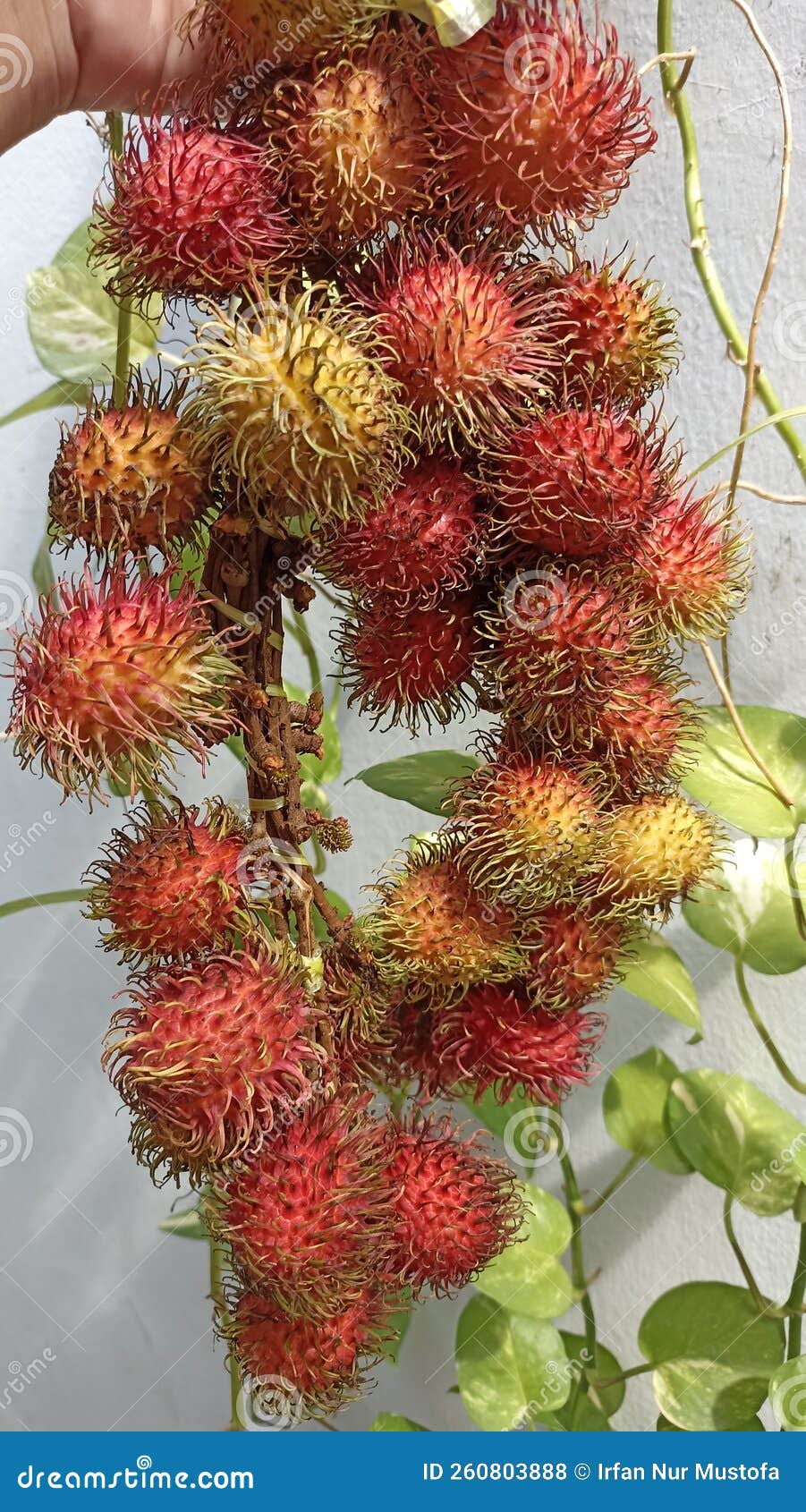 Some Rambutan Fruit, Tropical Red and Yellow Stock Photo - Image of ...