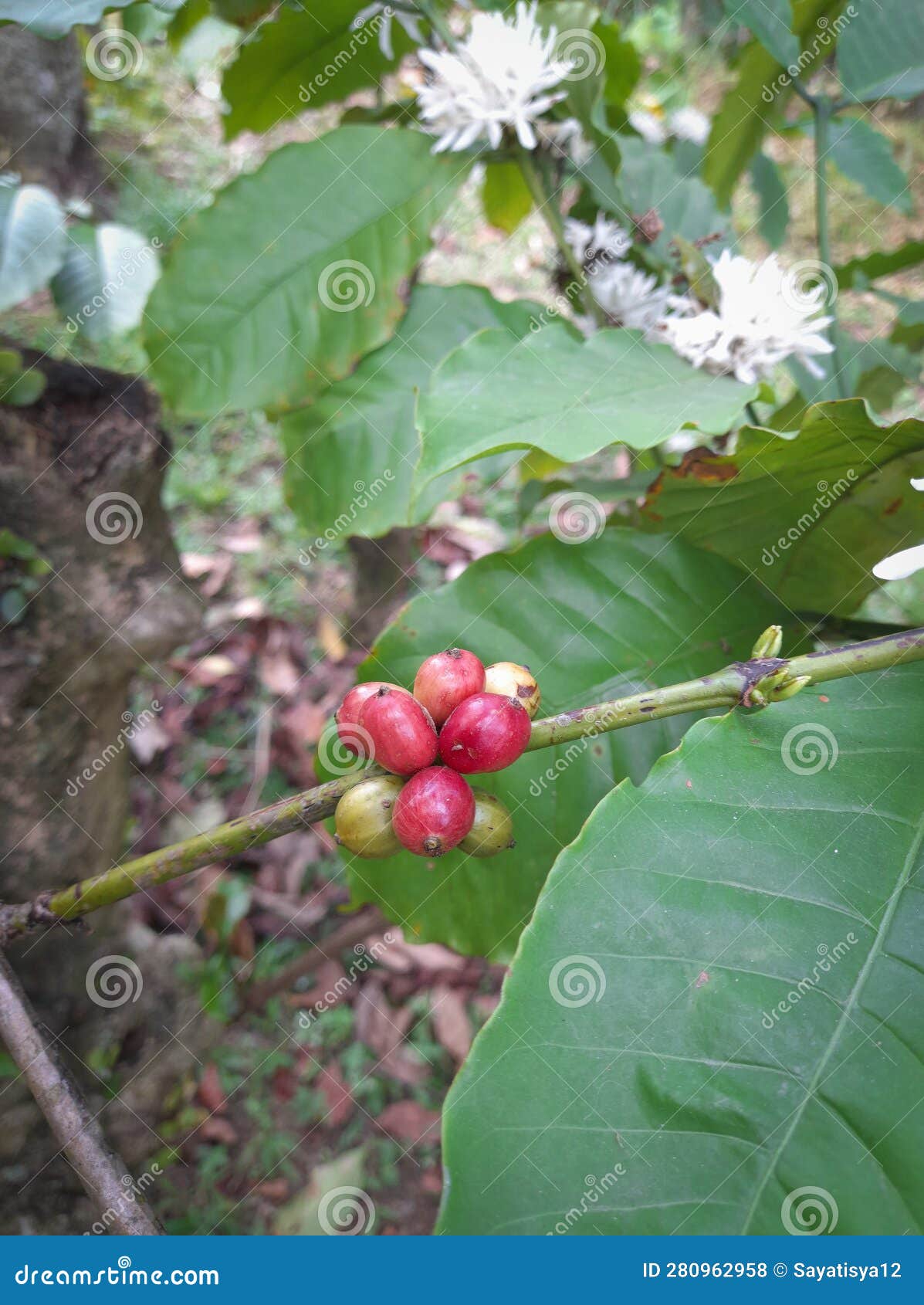 Some red coffee bean trees stock photo. Image of coffee - 280962958