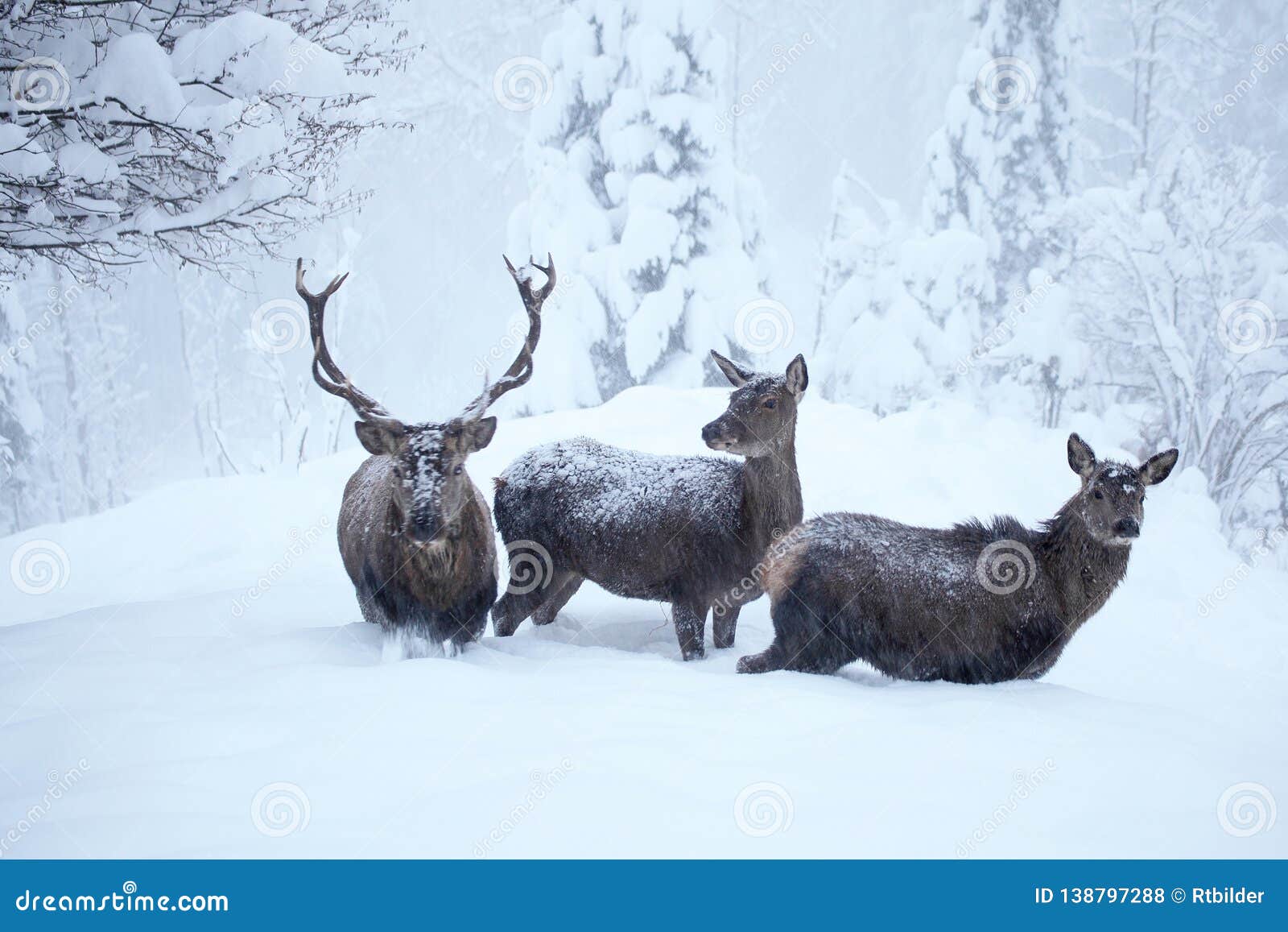 Some red deer in deep snow stock photo. Image of outdoors - 138797288