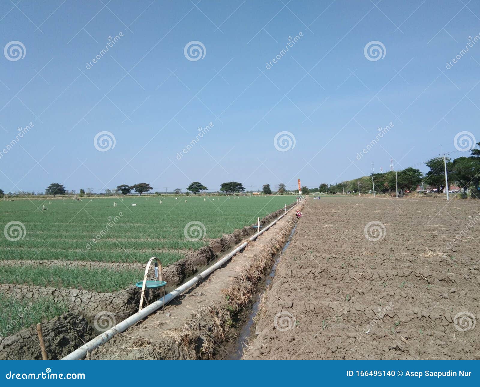 Some Red Onion Field in Indonesia Stock Photo - Image of indonesia ...