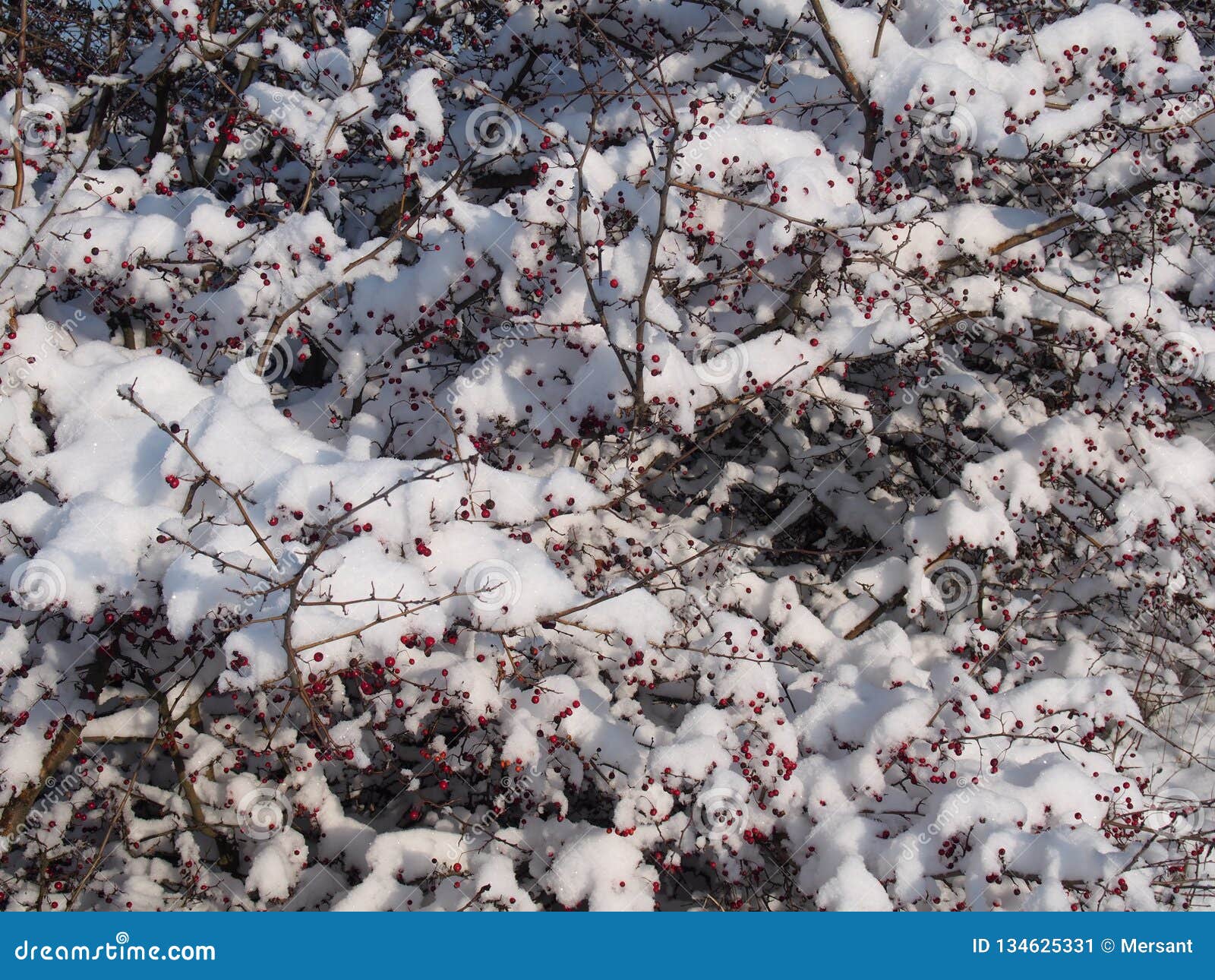 Some Red Rose-hips in Winter Stock Image - Image of tree, plants: 134625331