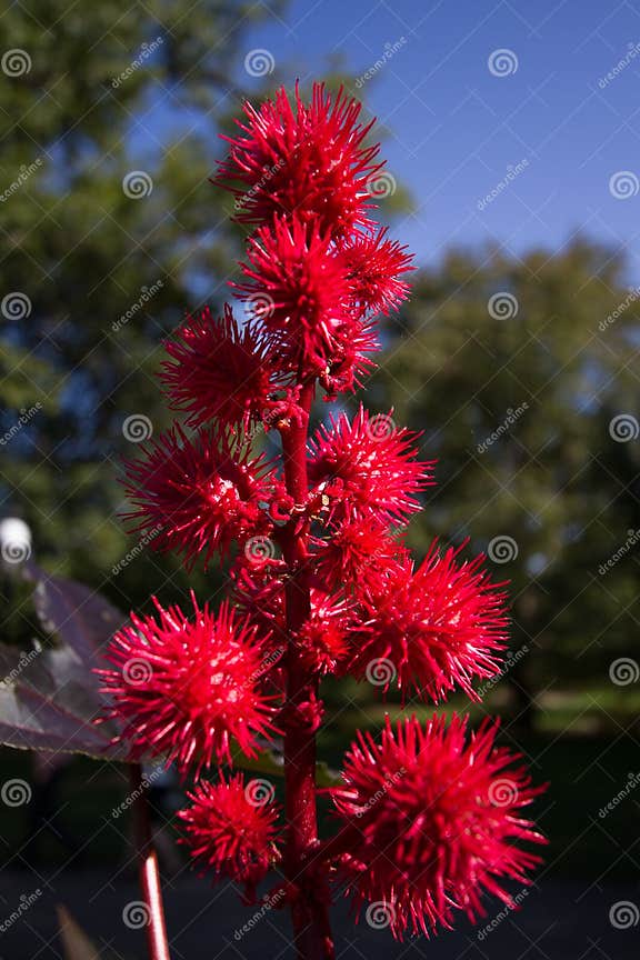 Red spikey Flowers stock image. Image of leaves, green - 29833495