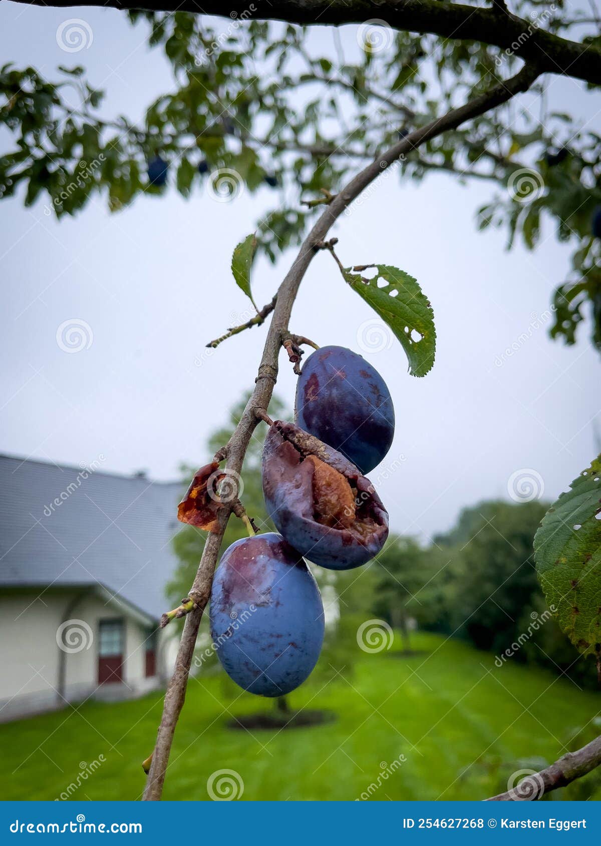 Some Ripe Blue Plums Hang on the Branches and Rotting Stock Photo ...