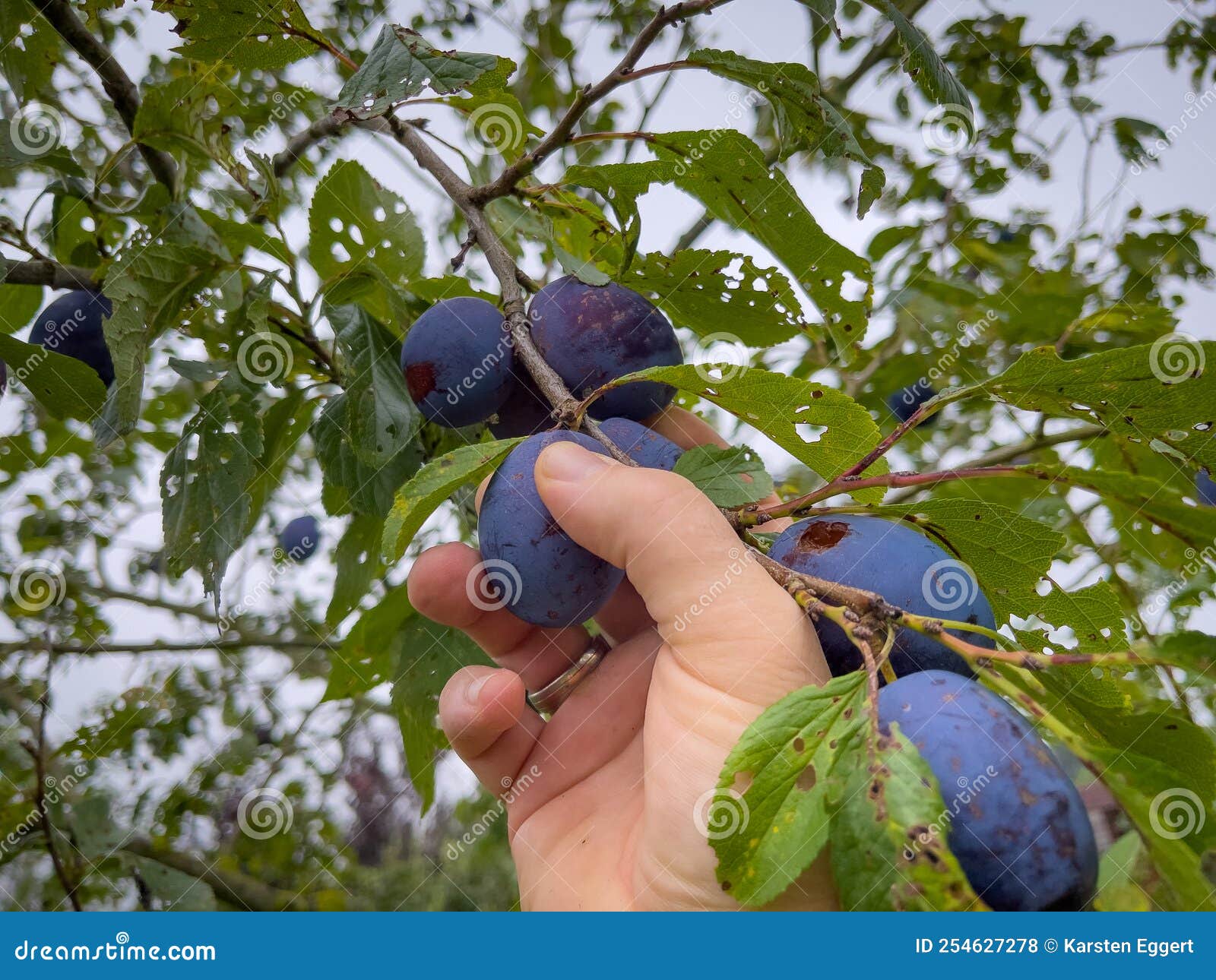 Some Ripe Blue Plums are Picked by Hand Stock Photo - Image of garden ...