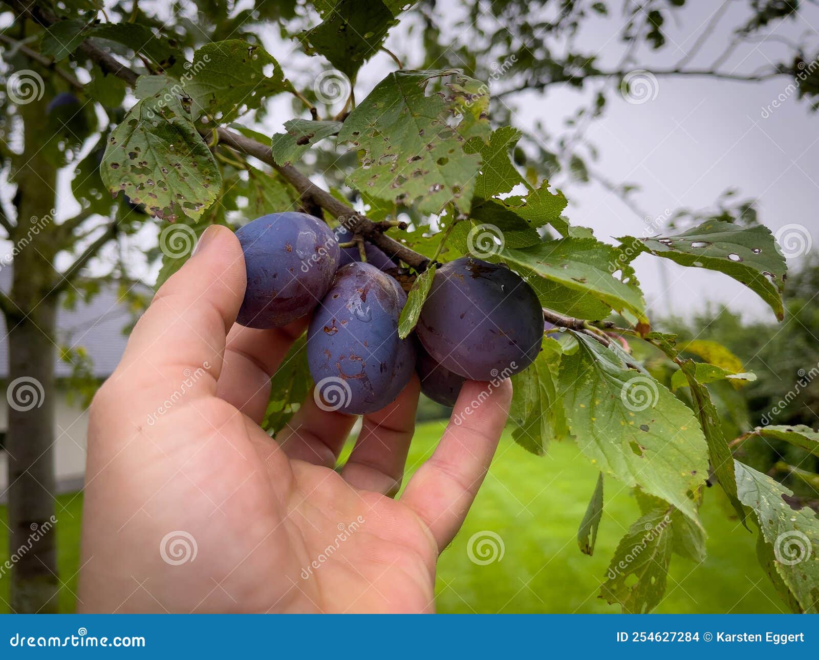 Some Ripe Blue Plums are Picked by Hand Stock Photo - Image of farming ...