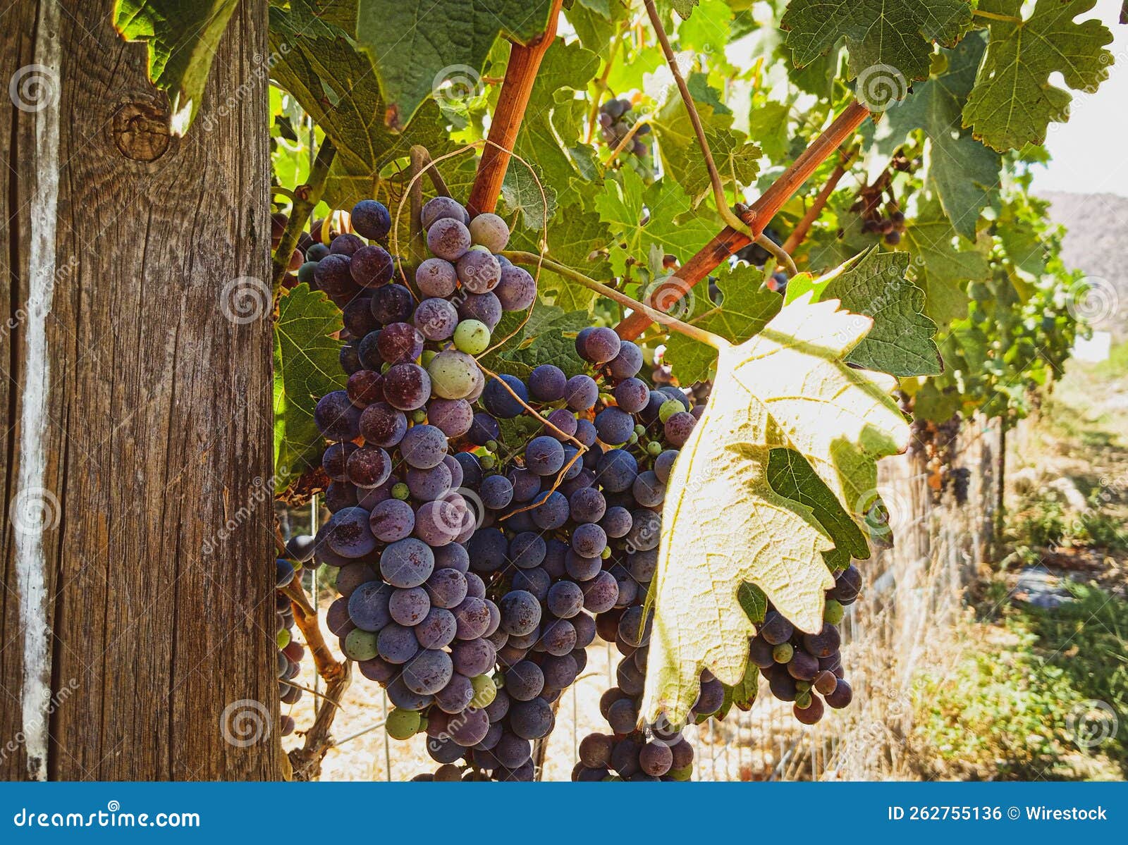 Ripe grapes on a vine stock photo. Image of vine, vineyard - 262755136
