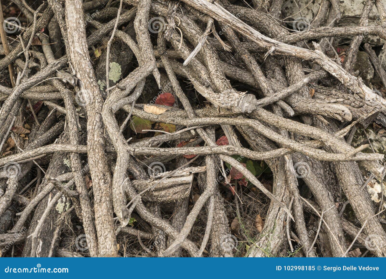 Roots on the ground stock image. Image of concept, ground - 102998185