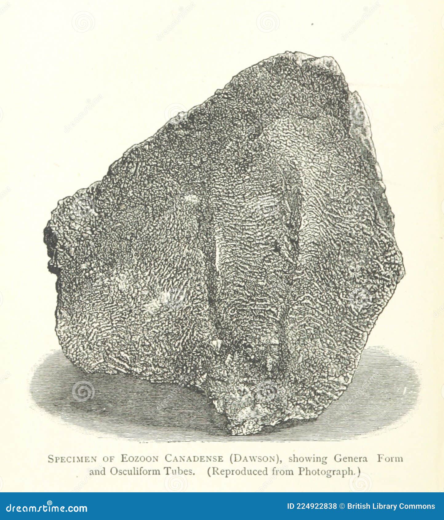 British Library Digitised Image From Page 164 Of "Some Salient Points ...