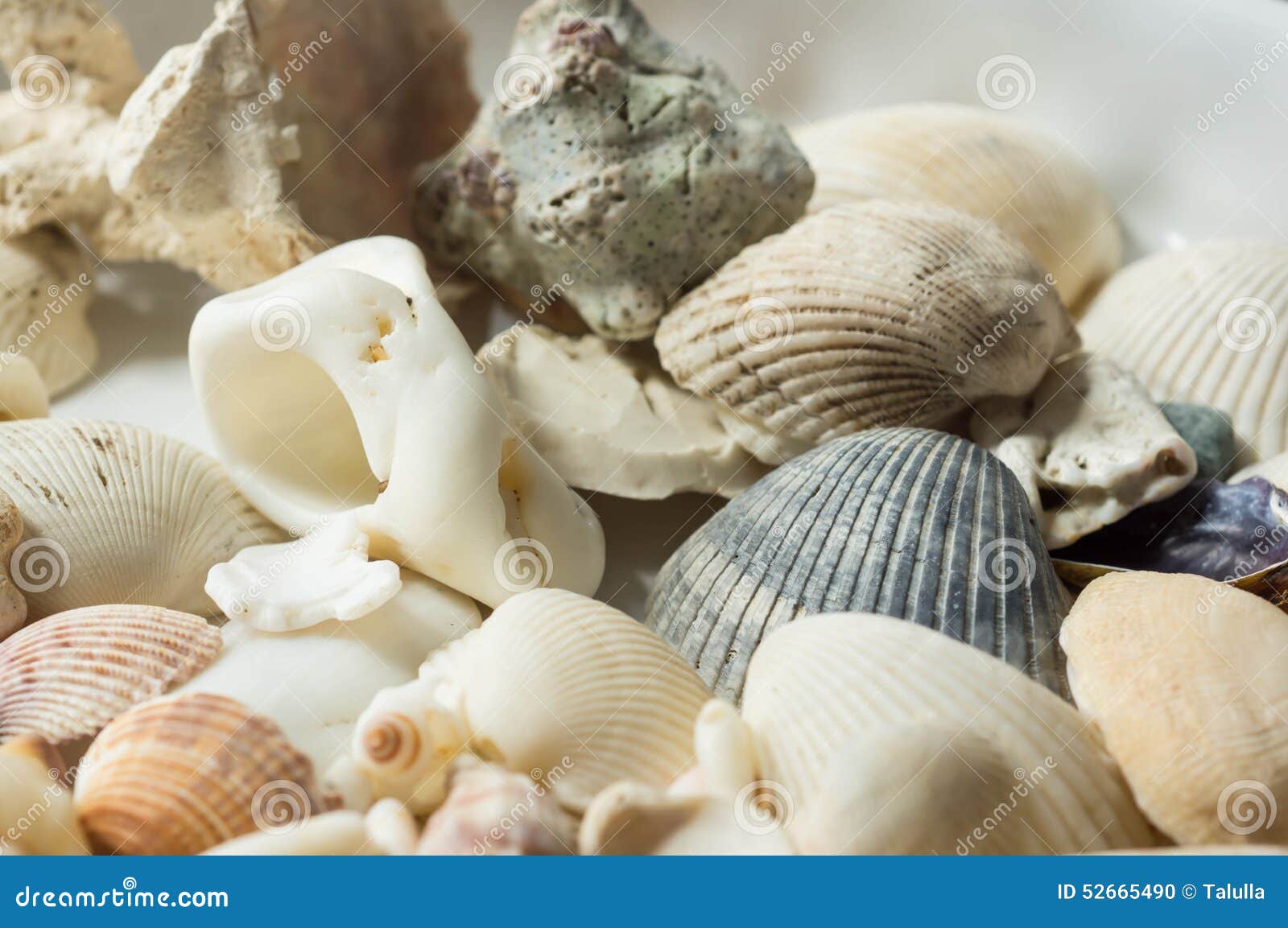 Some Scattered Sea Shells Stock Photos - Free & Royalty-Free Stock ...