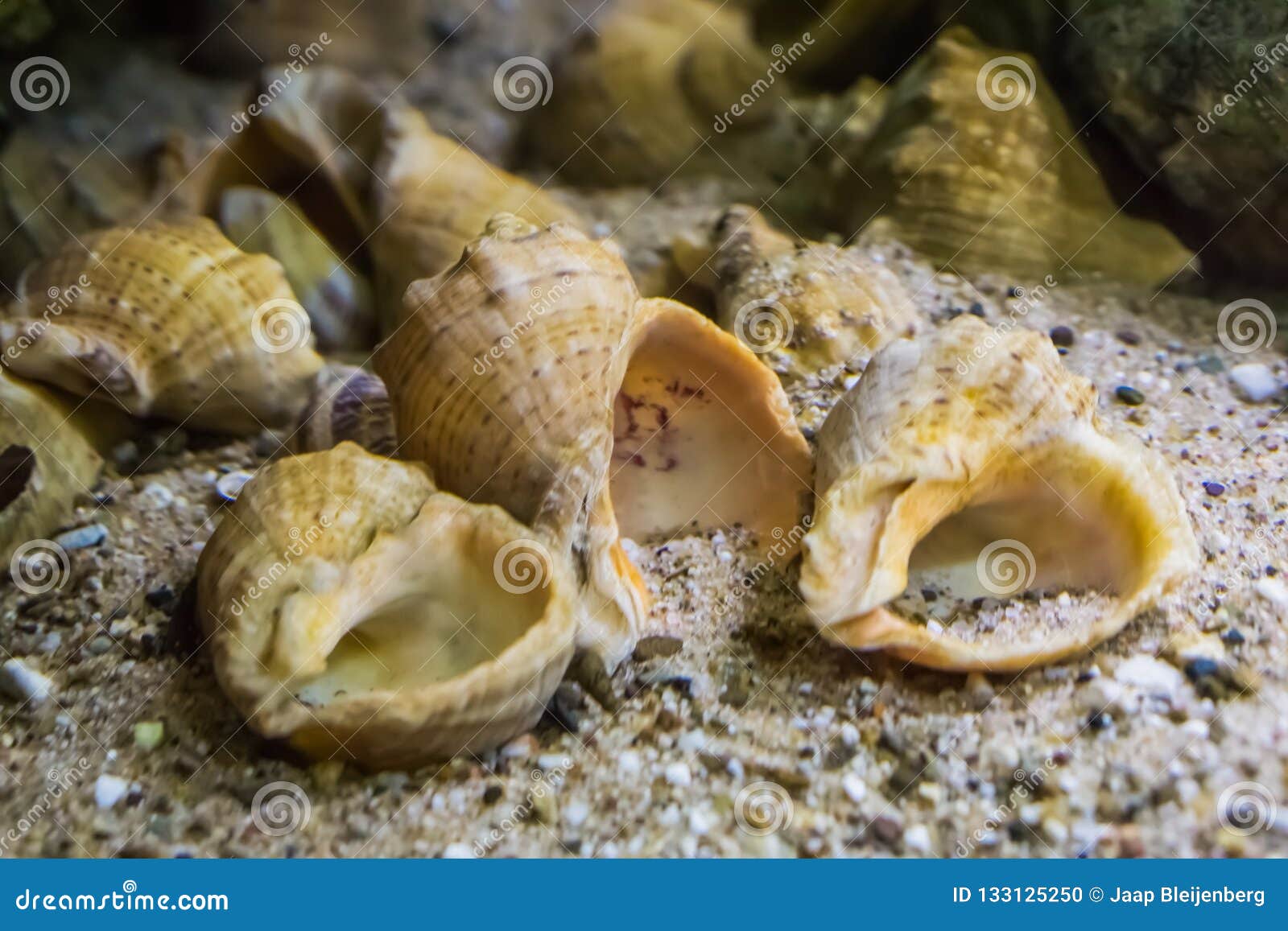 Shells Laying Next To Each Other On A Beach. Royalty-Free Stock Image ...
