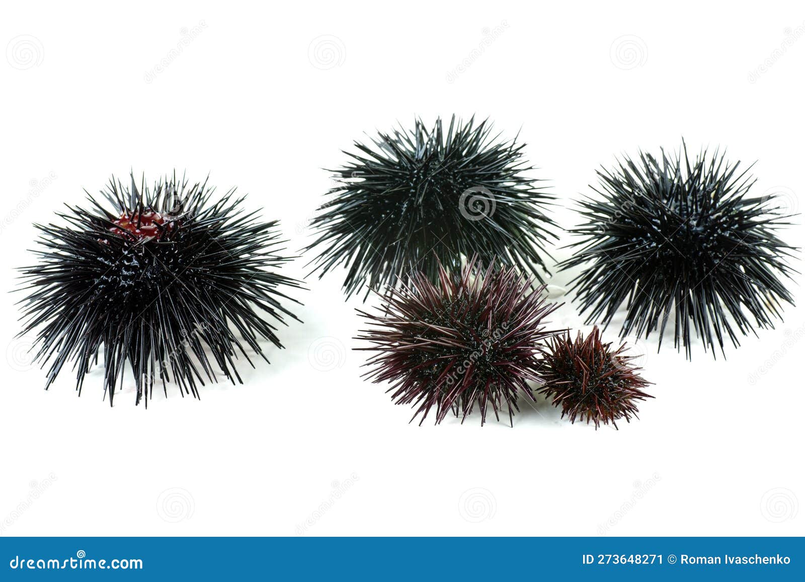 Some Sea Urchin Isolated on White Background Stock Image - Image of ...