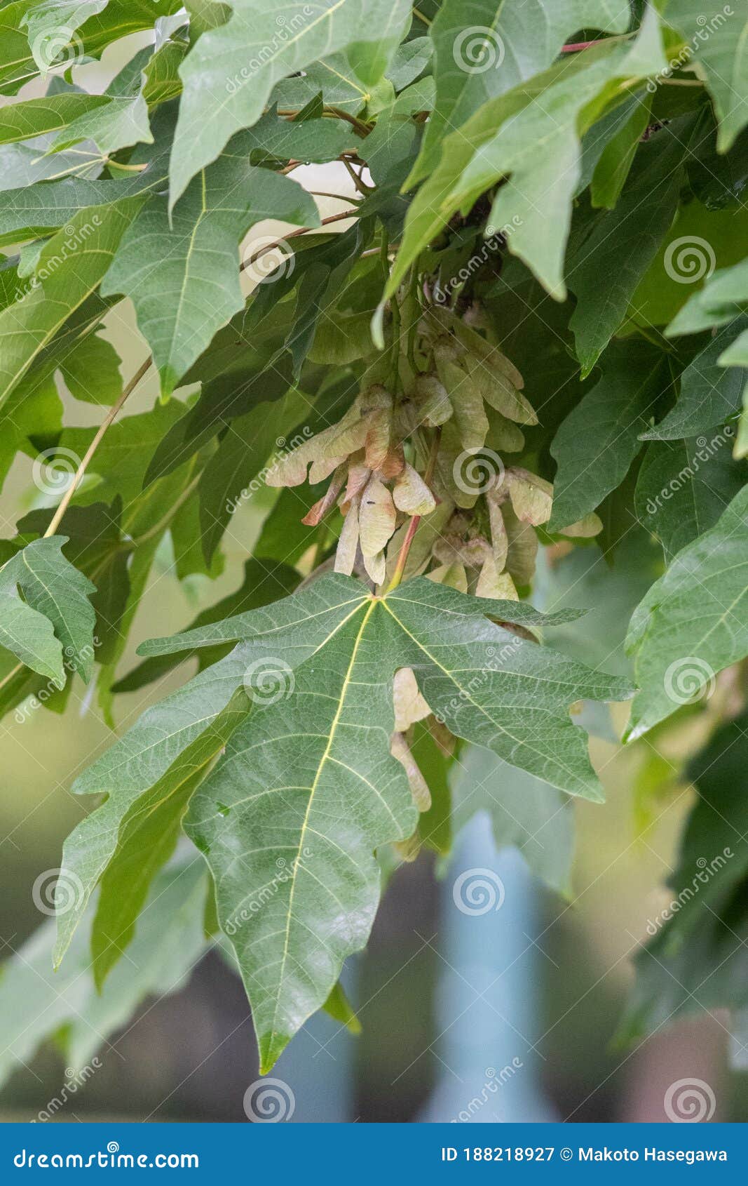Some Seeds of the Big Leaf Maple. Stock Image - Image of leaf, beauty ...