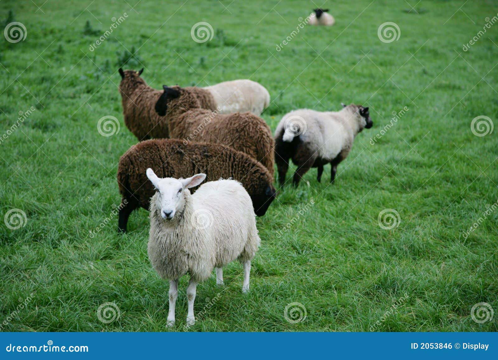 Some sheep stock photo. Image of nature, white, curious - 2053846