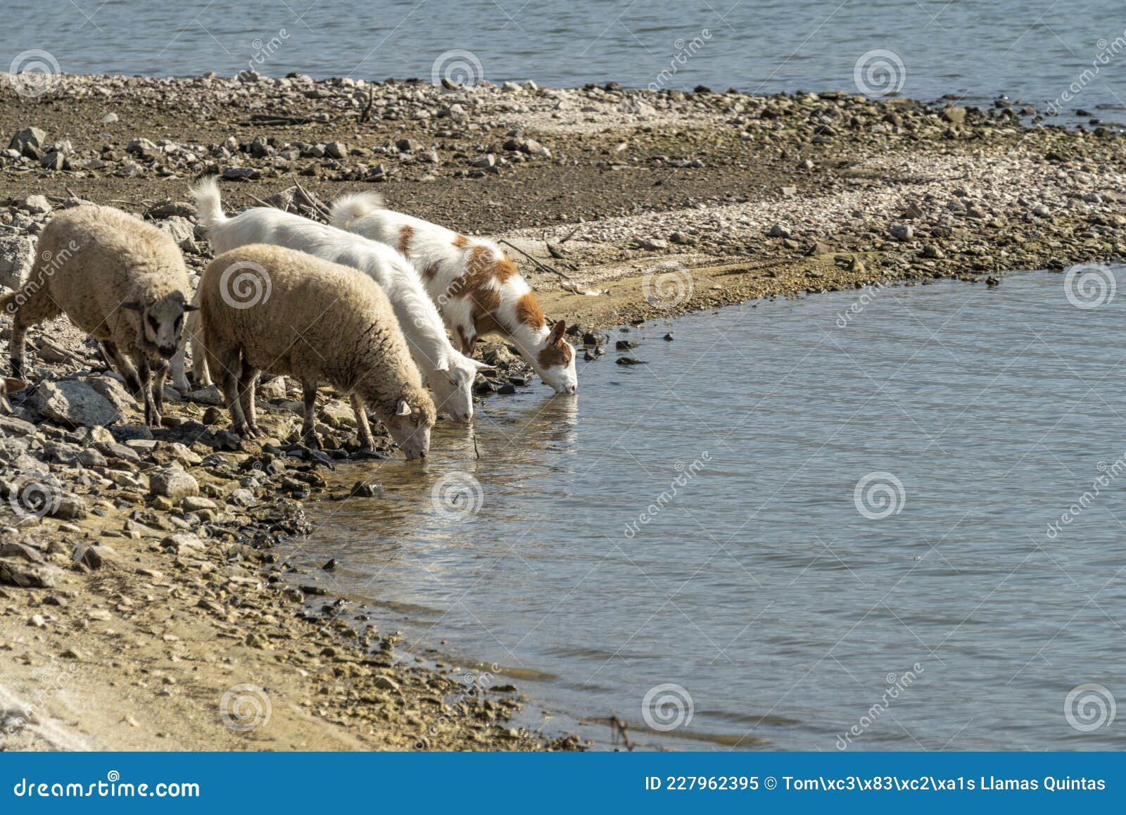 Some Sheep Drinking Water on the Shore Stock Image - Image of blue ...