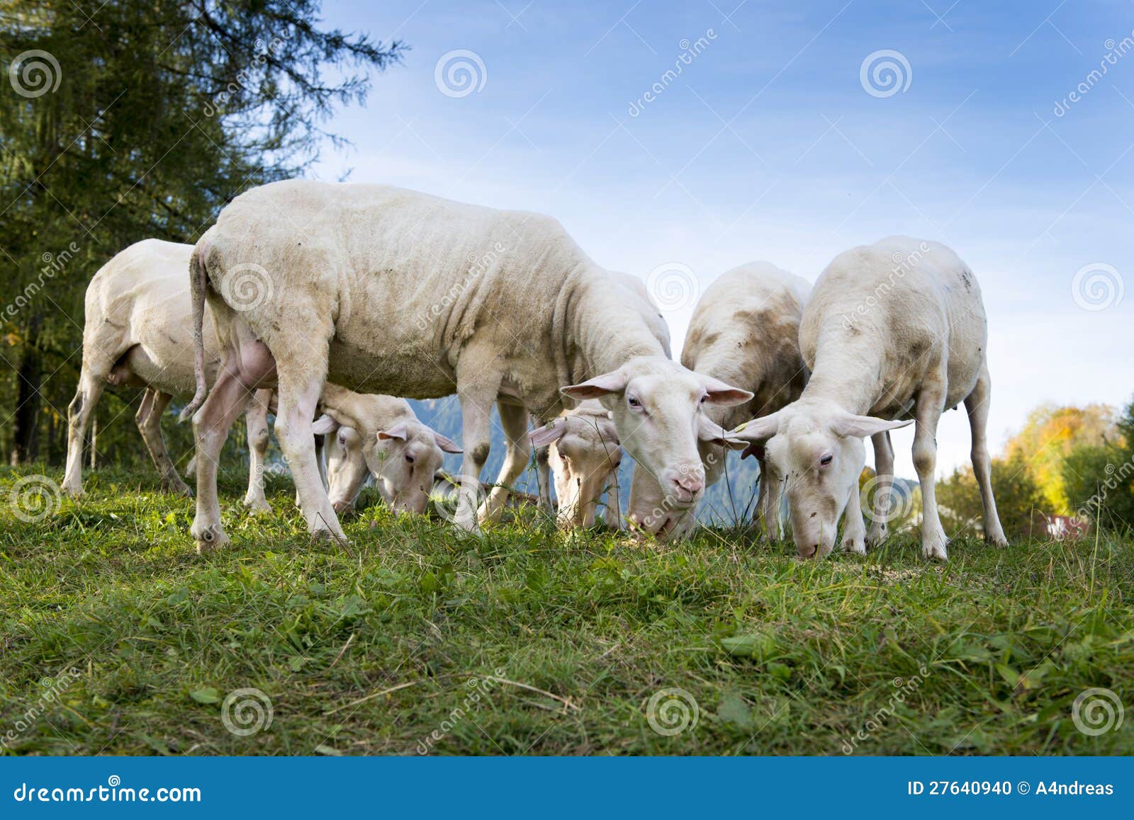 Some sheep graze at hill stock photo. Image of countryside - 27640940