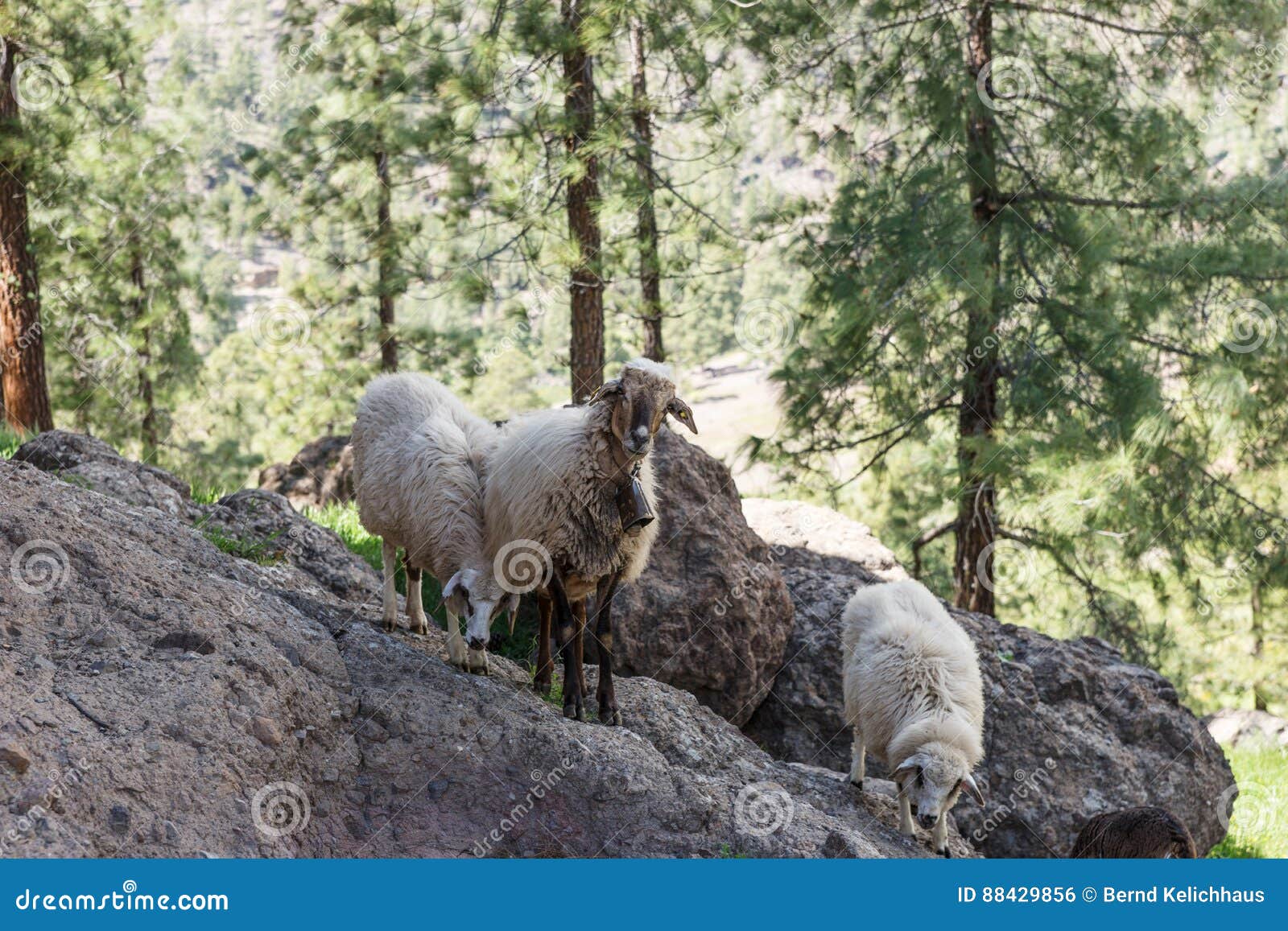 Some Sheep in the Shade of the Trees Stock Photo - Image of agriculture ...
