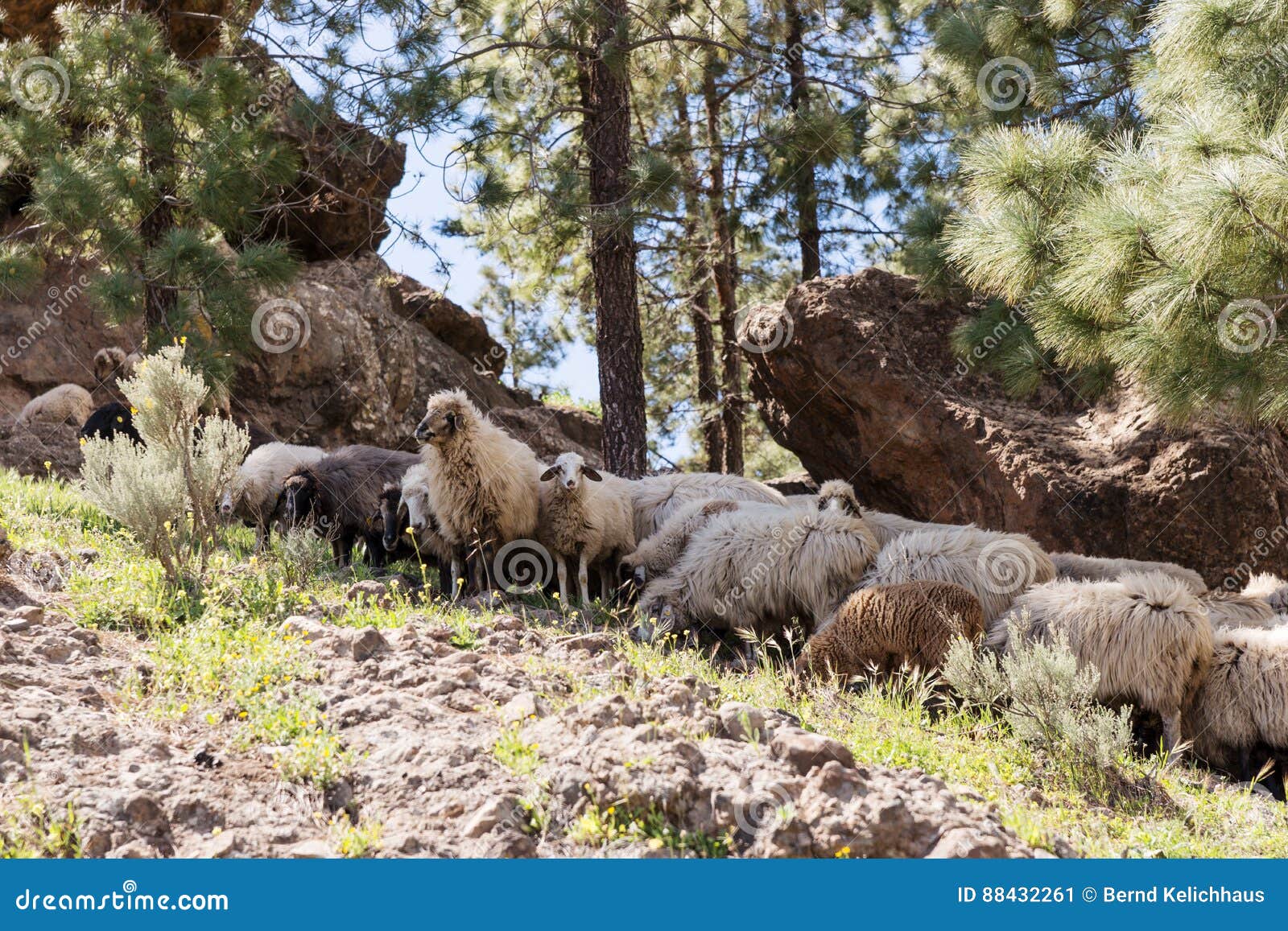 Some Sheep in the Shade of the Trees Stock Image - Image of resting ...