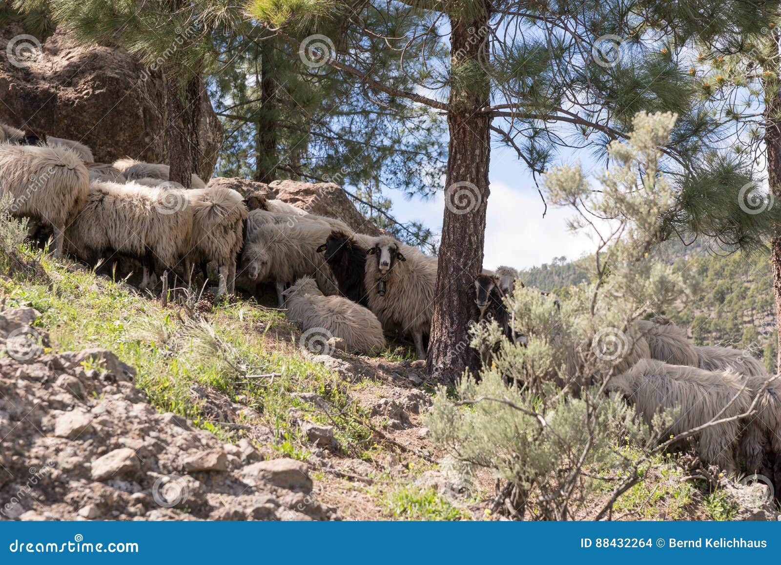 Some Sheep in the Shade of the Trees Stock Photo - Image of grazing ...
