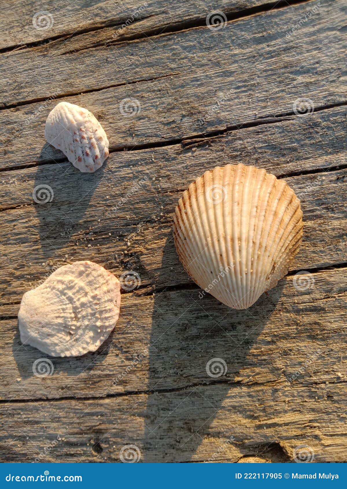 Some Shells in the Sea are Very Beautiful Stock Image - Image of beauty ...