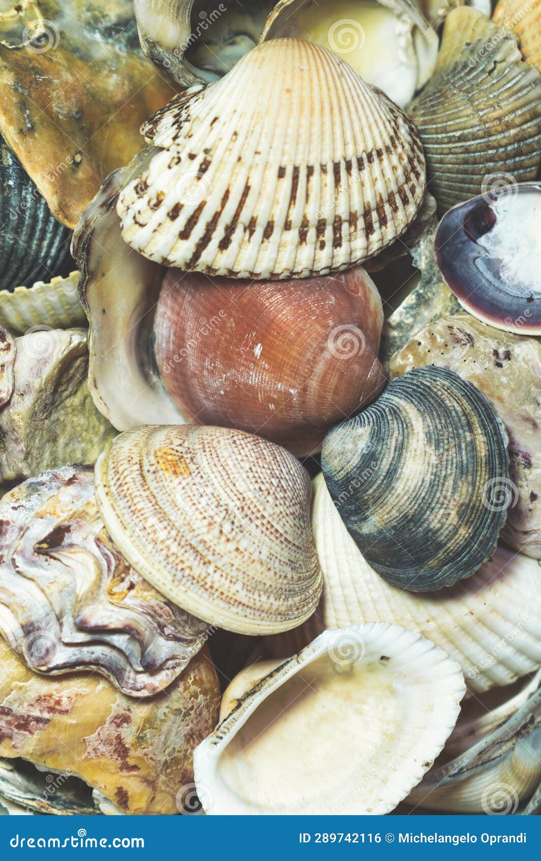 Some shells together stock photo. Image of together - 289742116