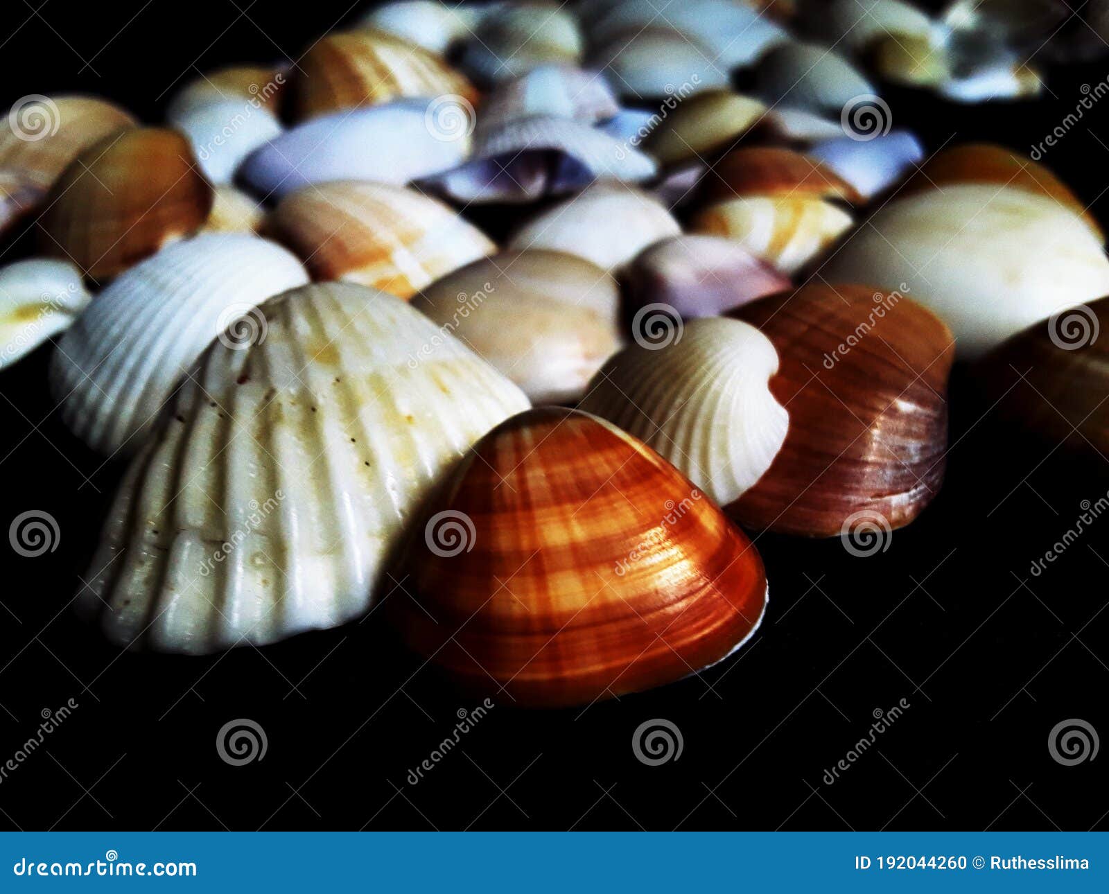 Some Shells that Were Collected Stock Photo - Image of last, shells ...