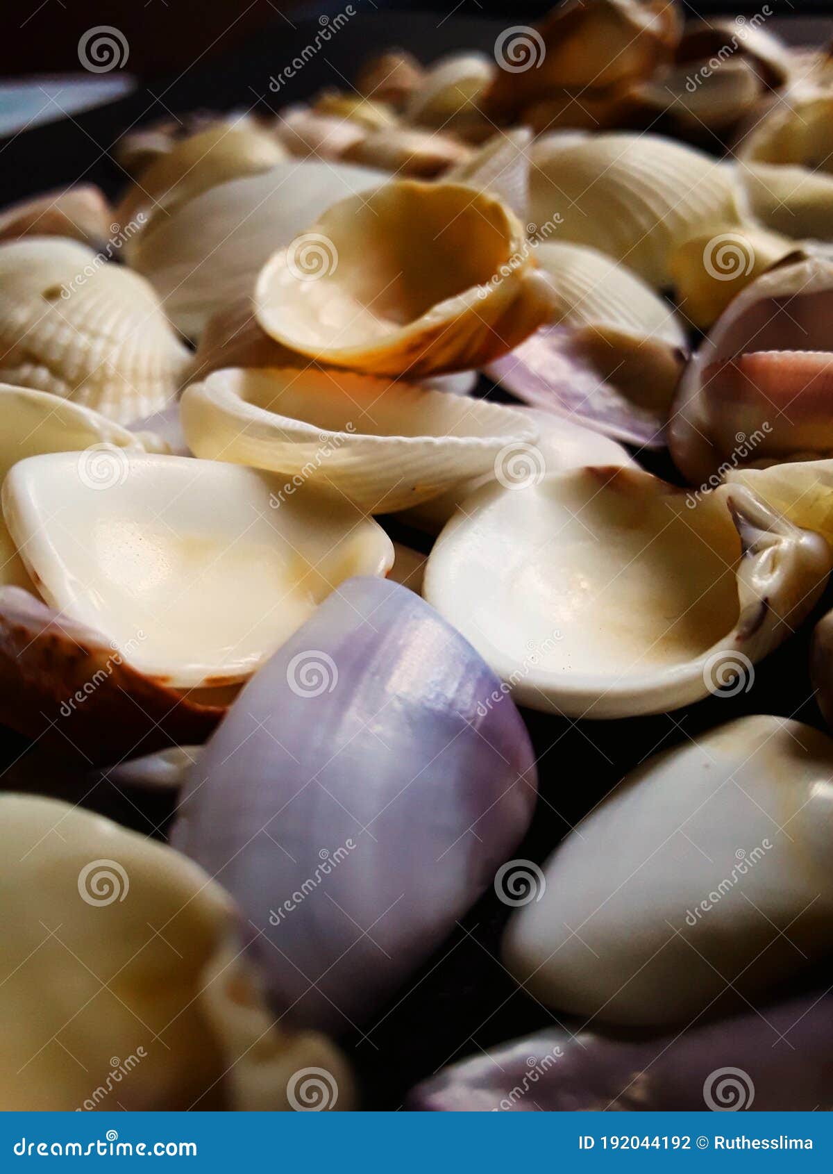 Some Shells that Were Collected Stock Photo - Image of unique, colors ...