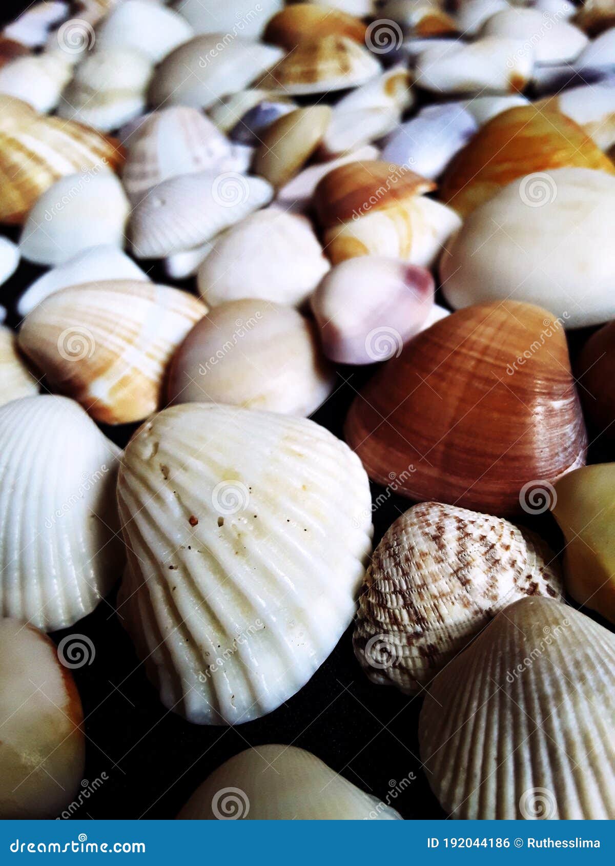 Some Shells that Were Collected Stock Photo - Image of last, combined ...
