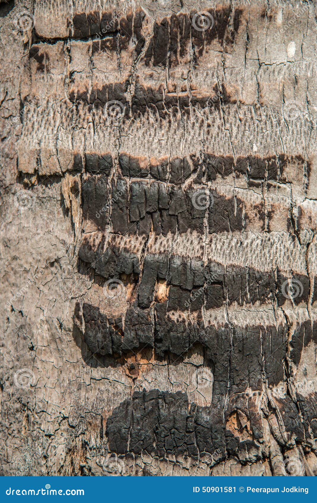 Old Tree With Burnt Wooden Surface. Natural Burned Wood Texture Stock ...