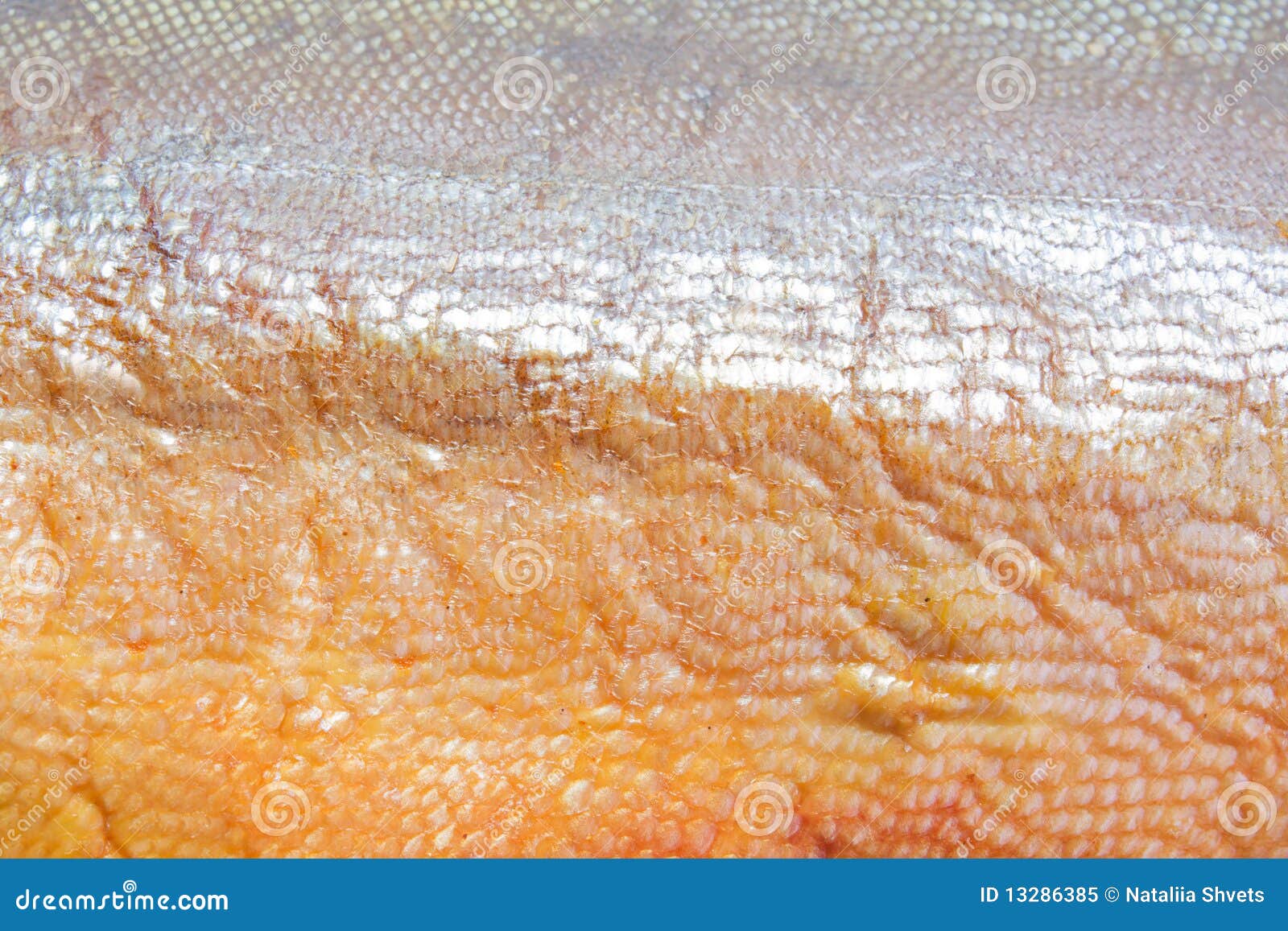 Some of Skin from a Fillet of Salmon Stock Image - Image of pattern ...