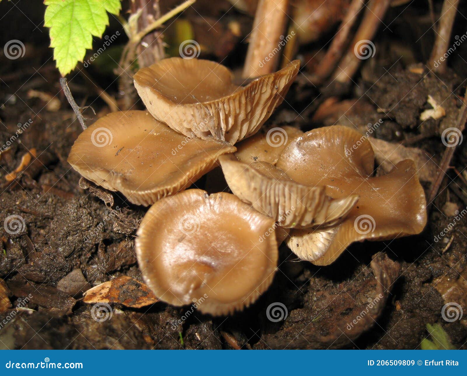 710 Slippery Mushrooms Stock Photos - Free & Royalty-Free Stock Photos ...