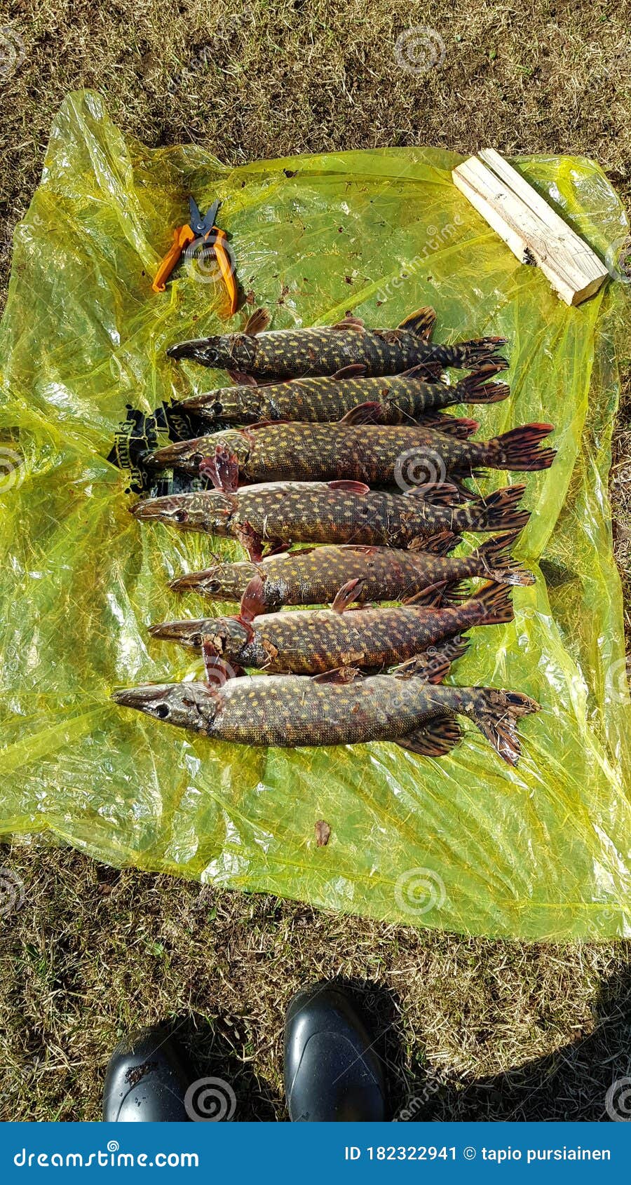 Some small pike stock image. Image of soil, wildlife - 182322941