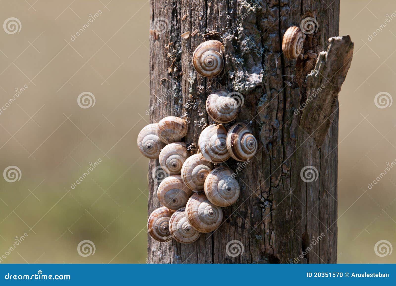 Some snails on a stump stock photo. Image of photographs - 20351570