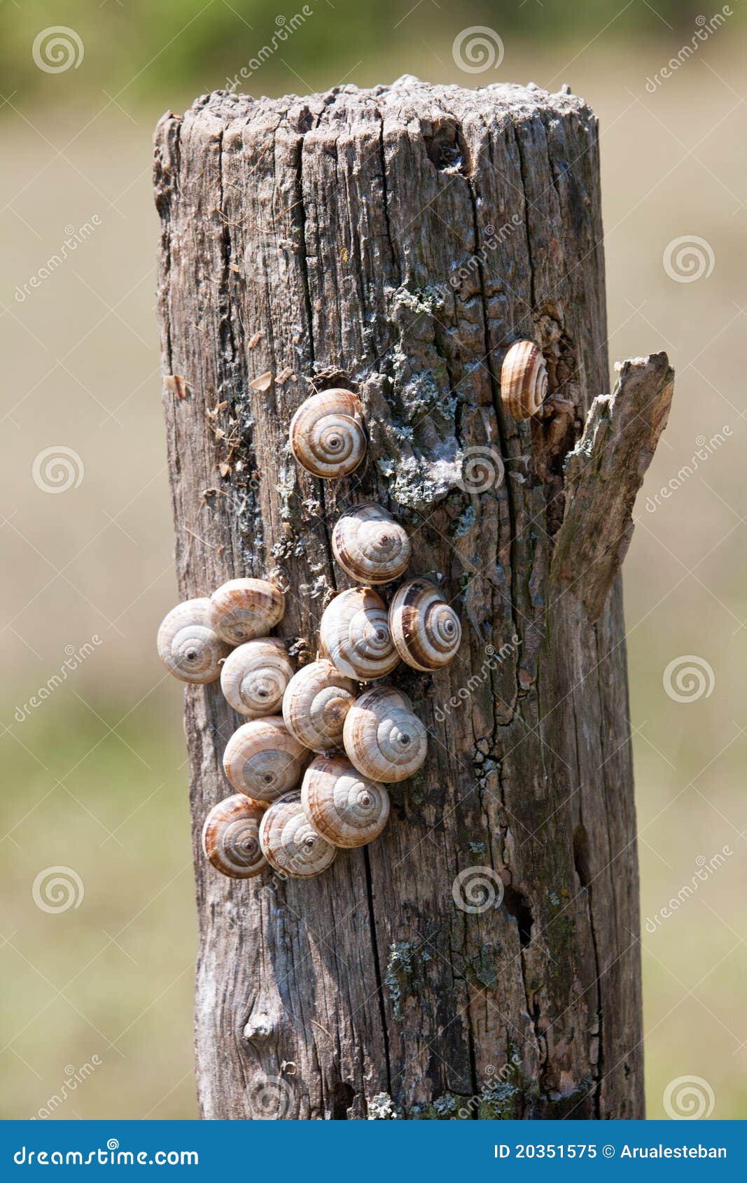 Some snails on a stump stock image. Image of graphic - 20351575