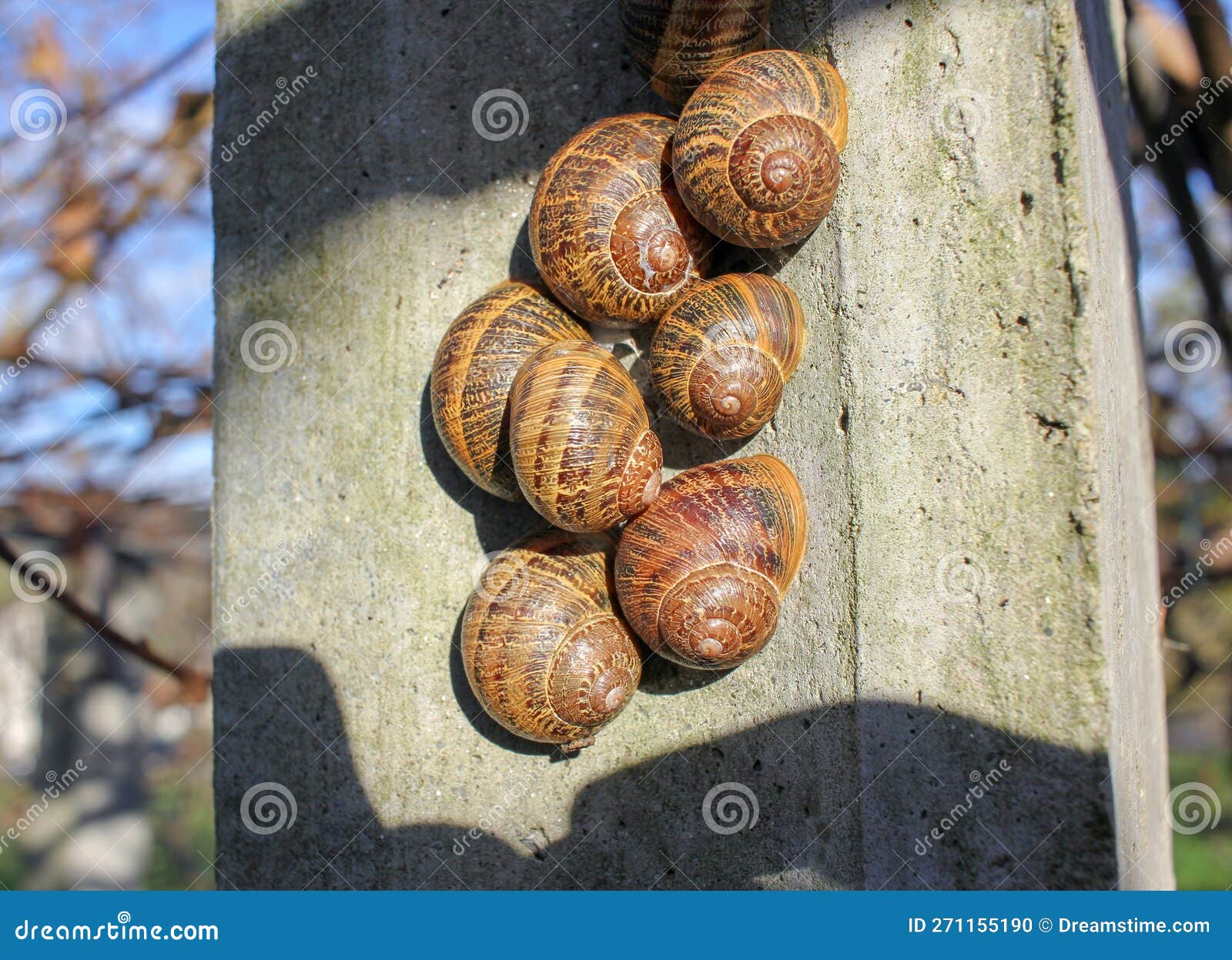 Some Snails Together in My Orchard Stock Photo - Image of community ...