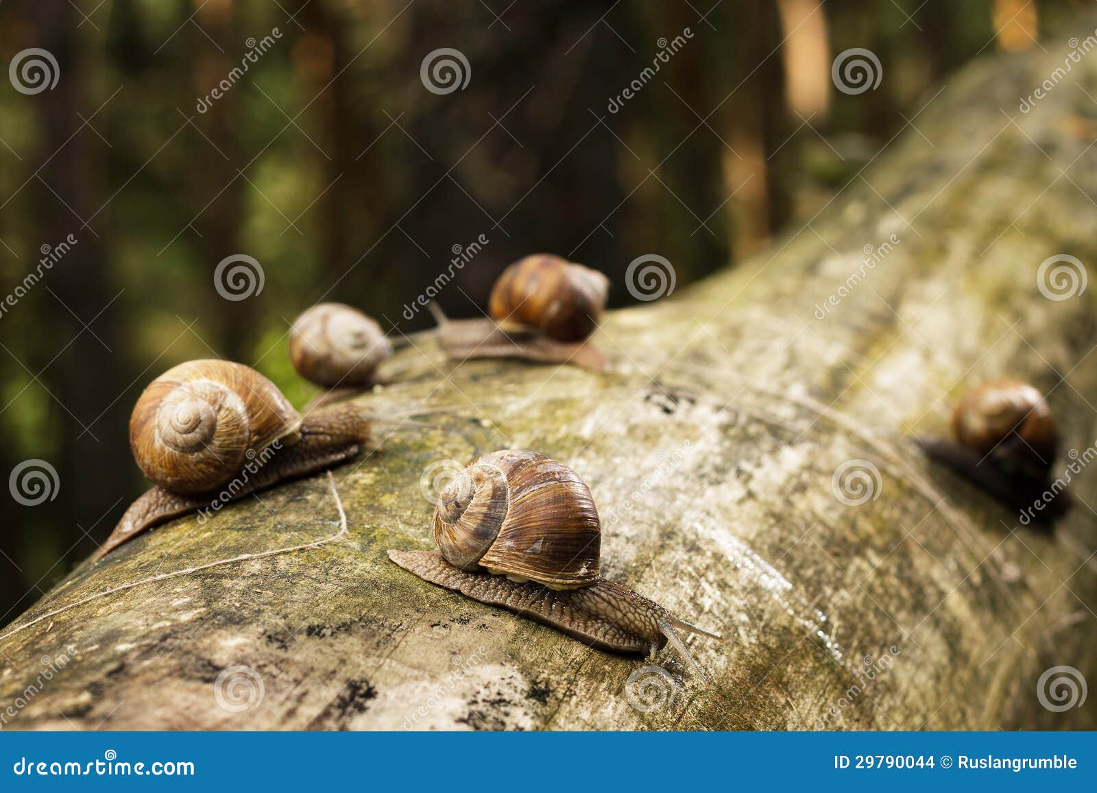 Snails on Tree Stem in Forest Stock Photo - Image of travel, slowly ...