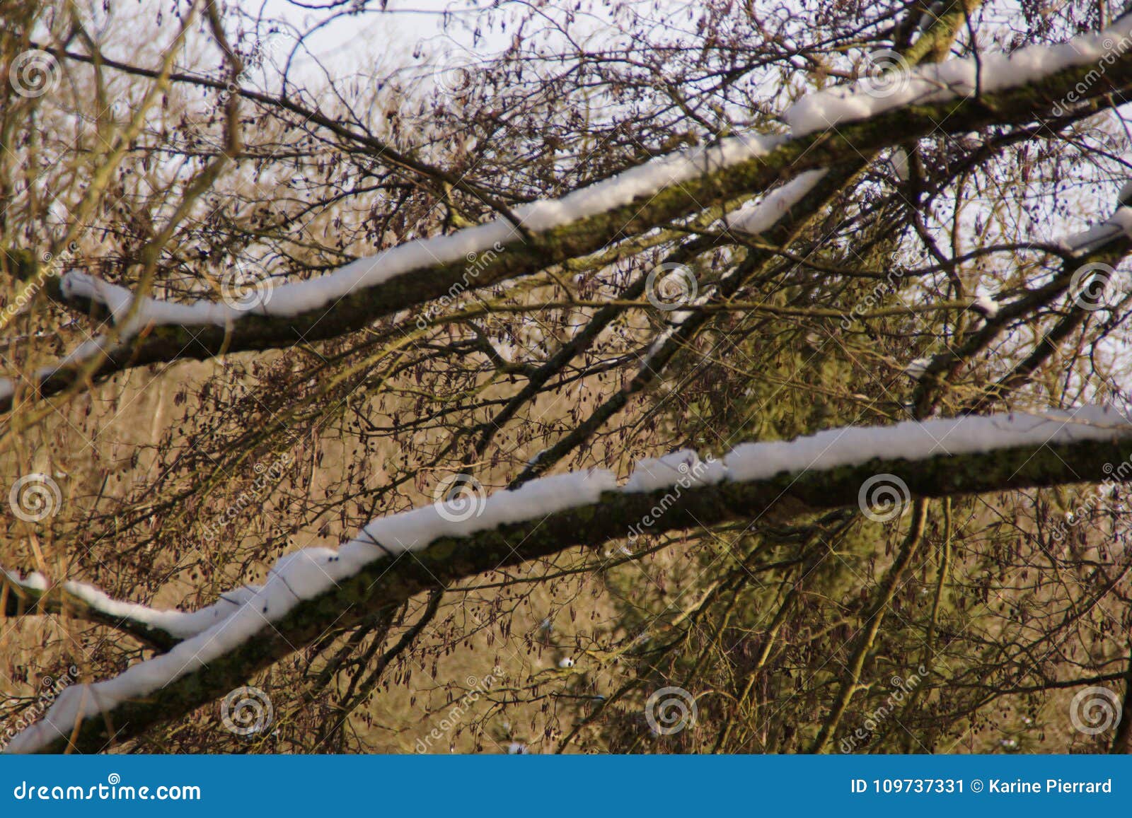 Some snow on branches stock image. Image of branch, nature - 109737331