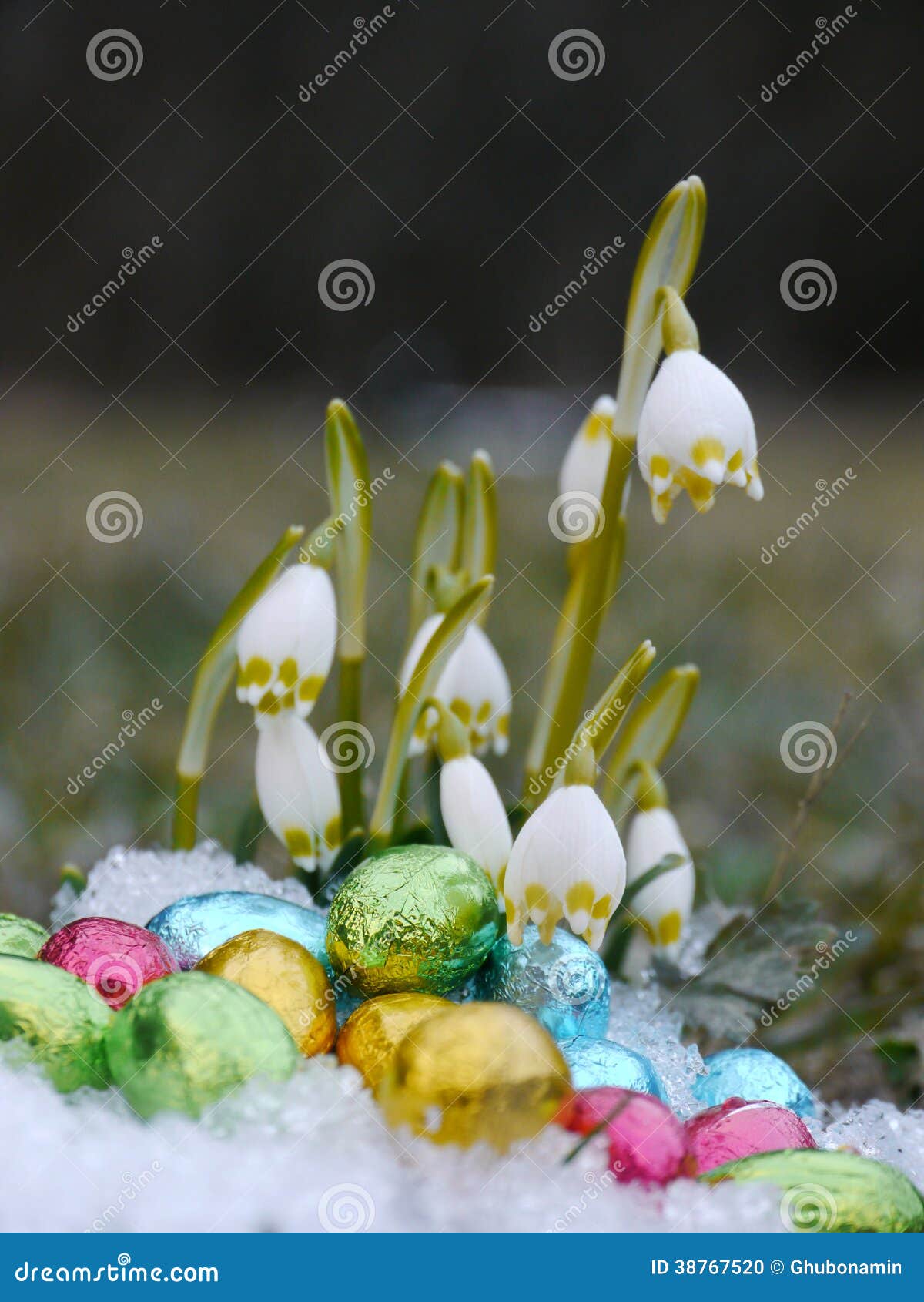 Some Snowdrops Chocolate Eggs Snow Stock Photo - Image of green, white ...