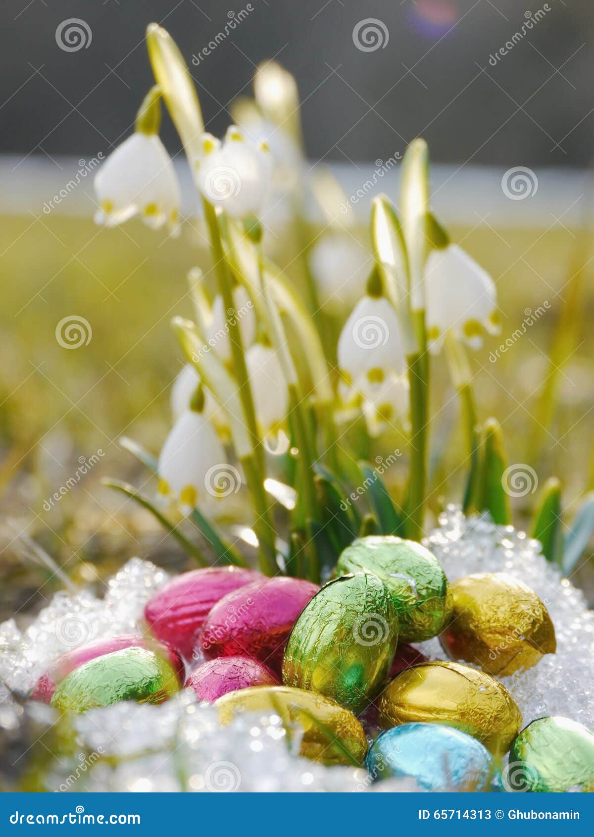 Some Snowdrops Chocolate Eggs Snow Stock Image - Image of last ...