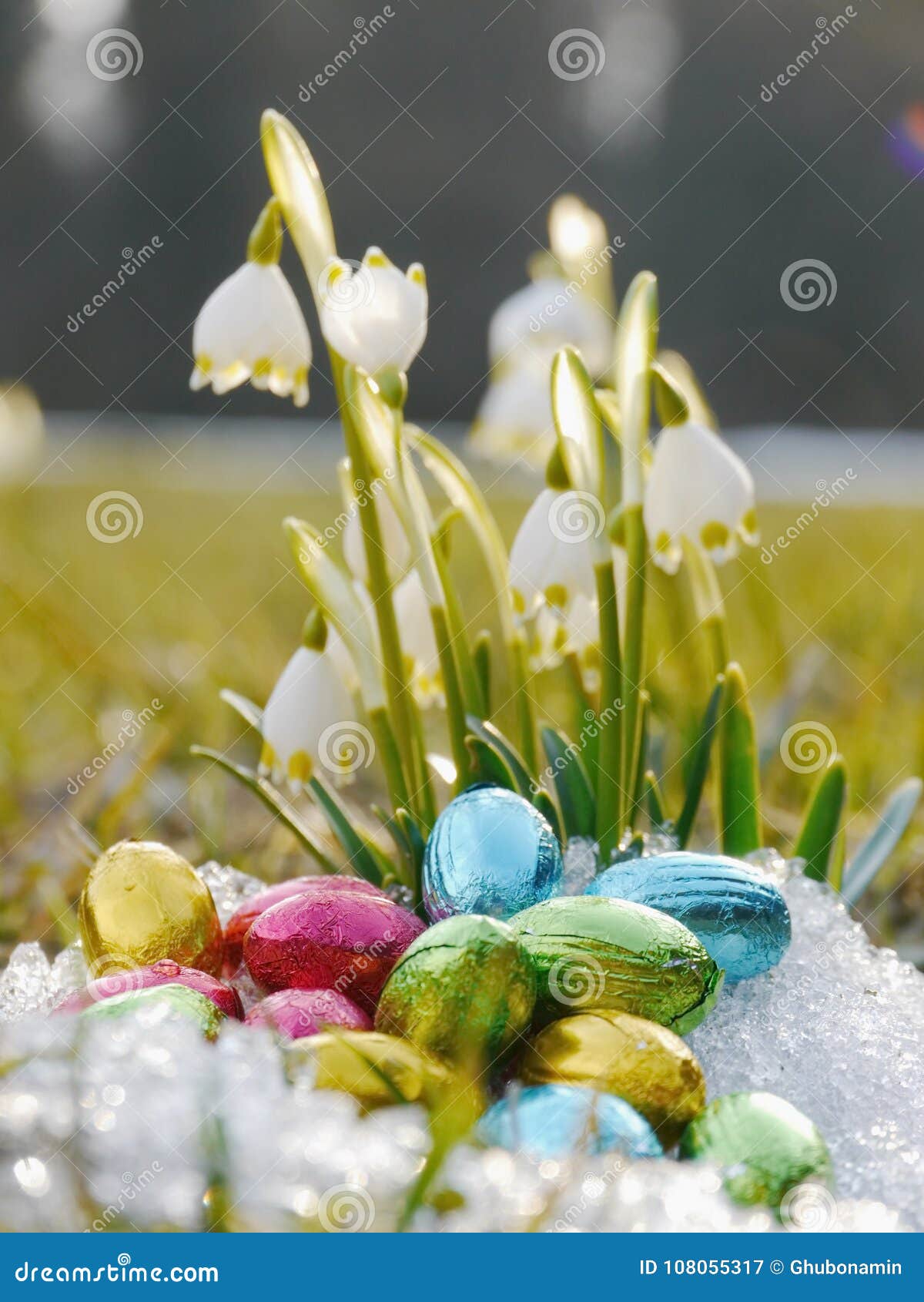 Some Snowdrops Chocolate Eggs Snow Stock Image - Image of eggs, white ...