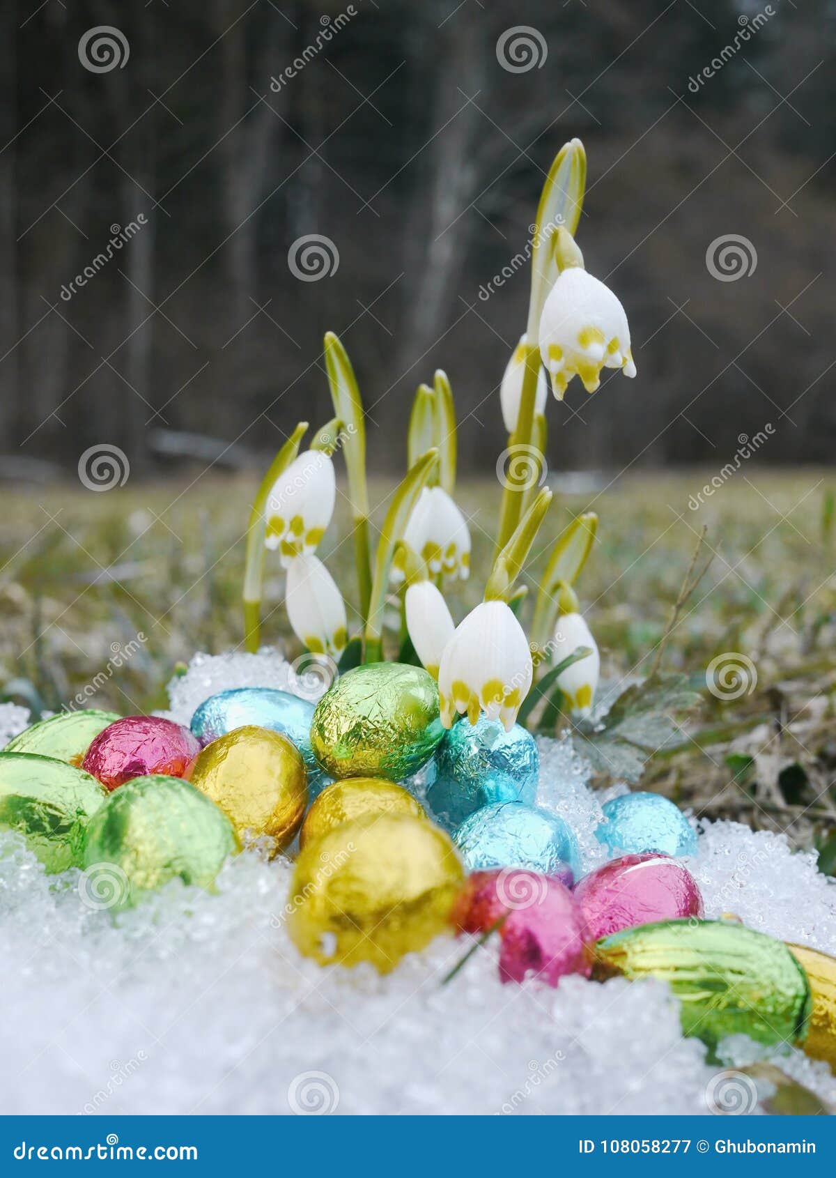 Some Snowdrops Chocolate Eggs Snow Stock Image - Image of snowdrops ...