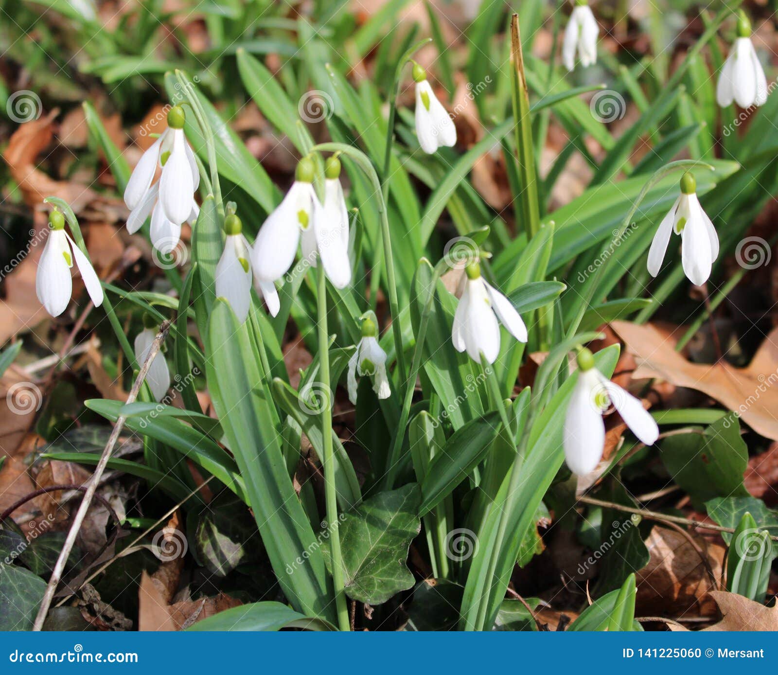 Some snowdrops in a forest stock photo. Image of tree - 141225060