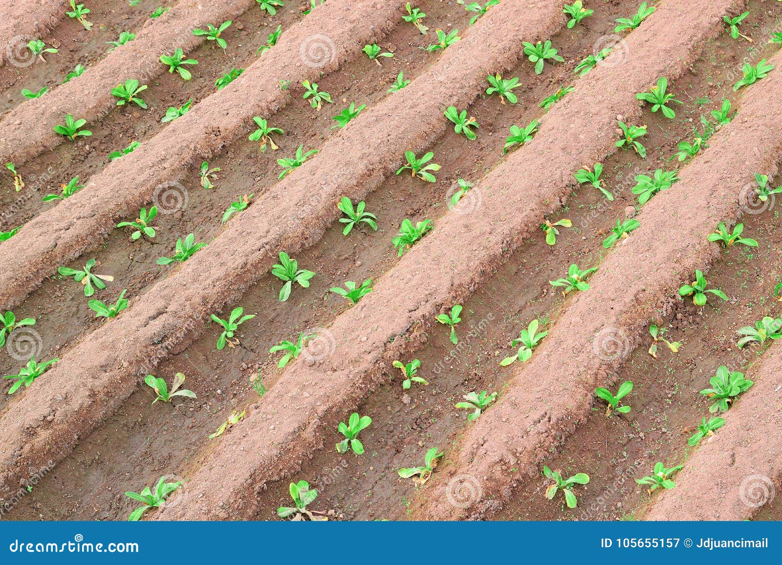 Diagonal Farm Wooden Fence Background Royalty-Free Stock Photography ...